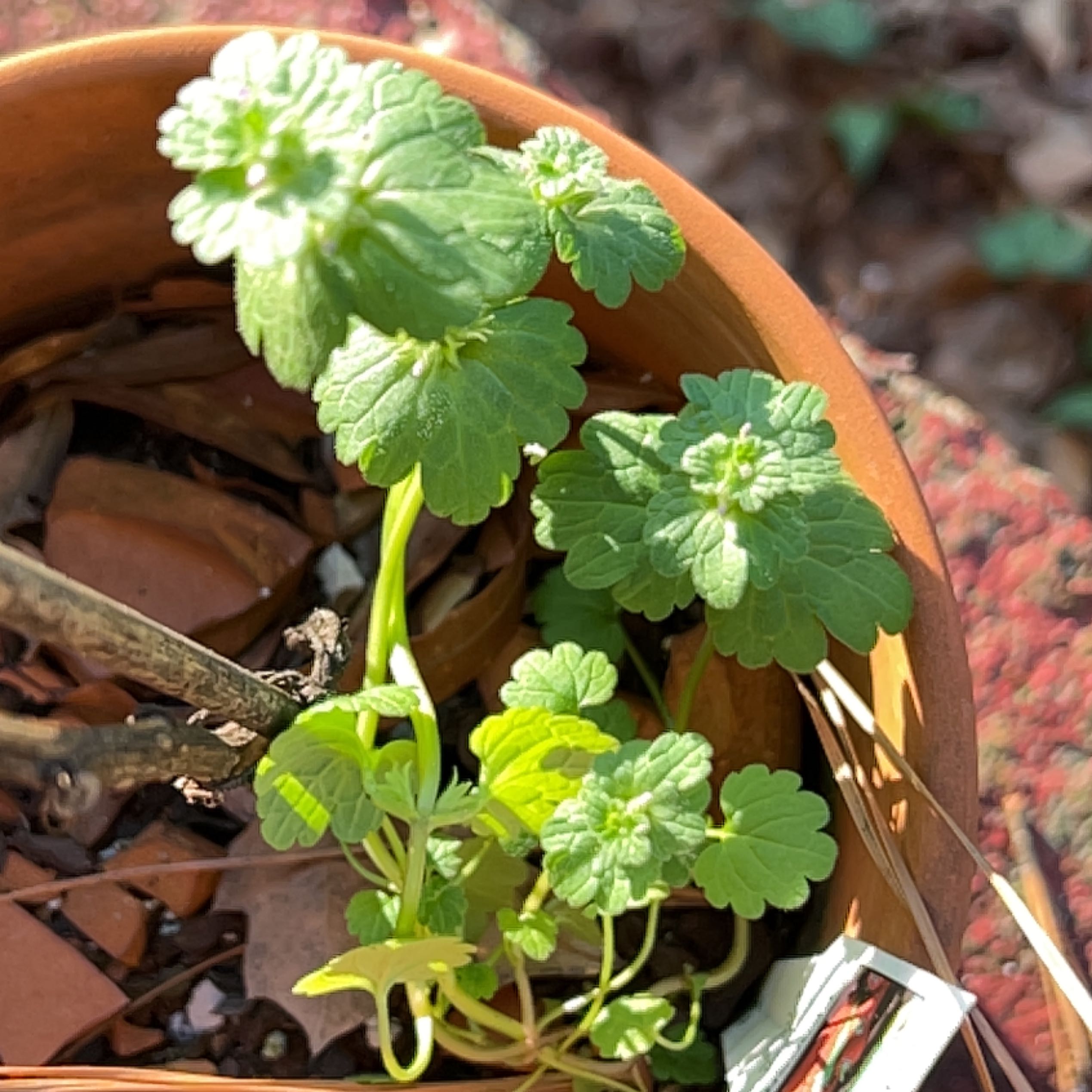 10 Advantages of Having a Henbit