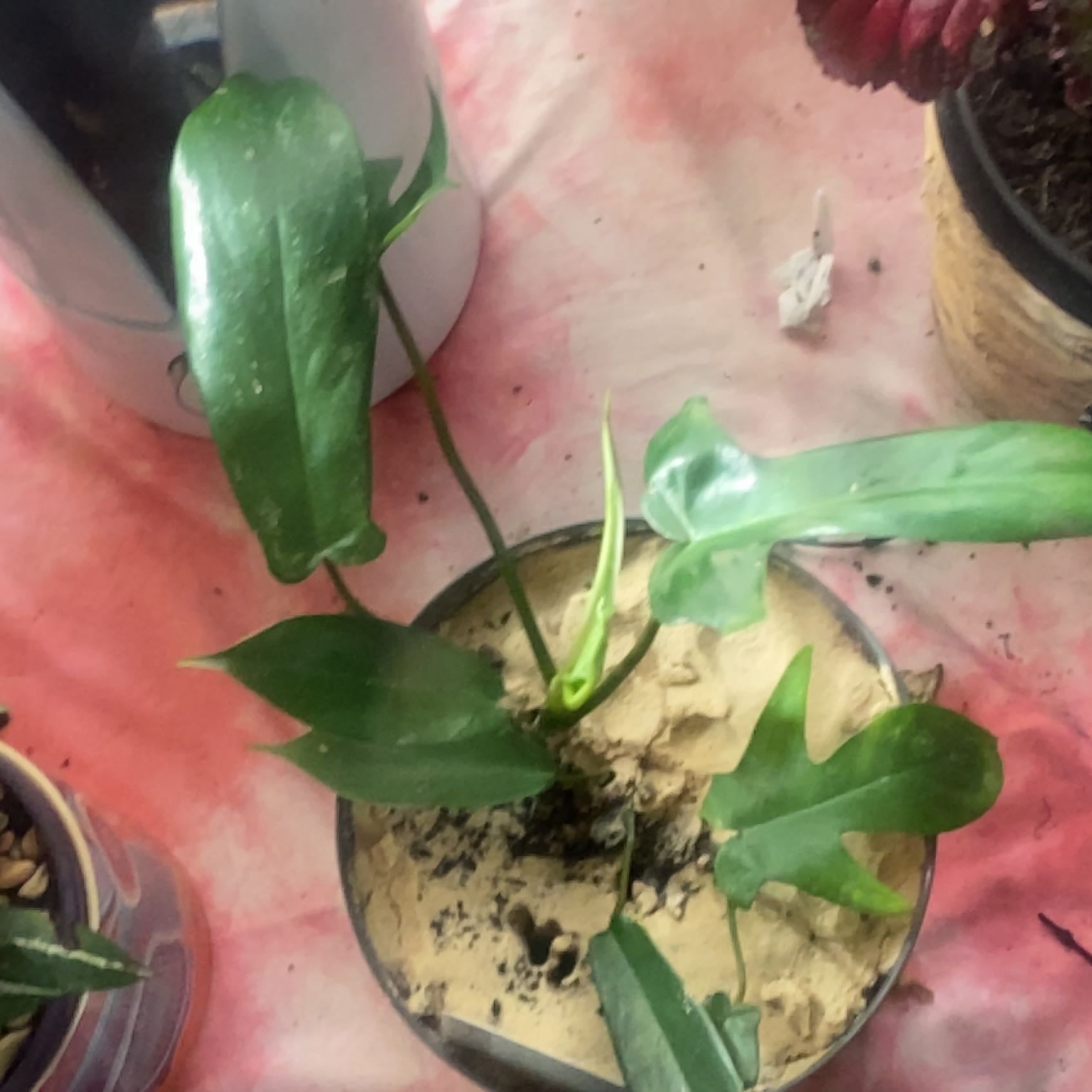 Personalized Rudolph Philodendron Care: Water, Light, Nutrients | Greg App