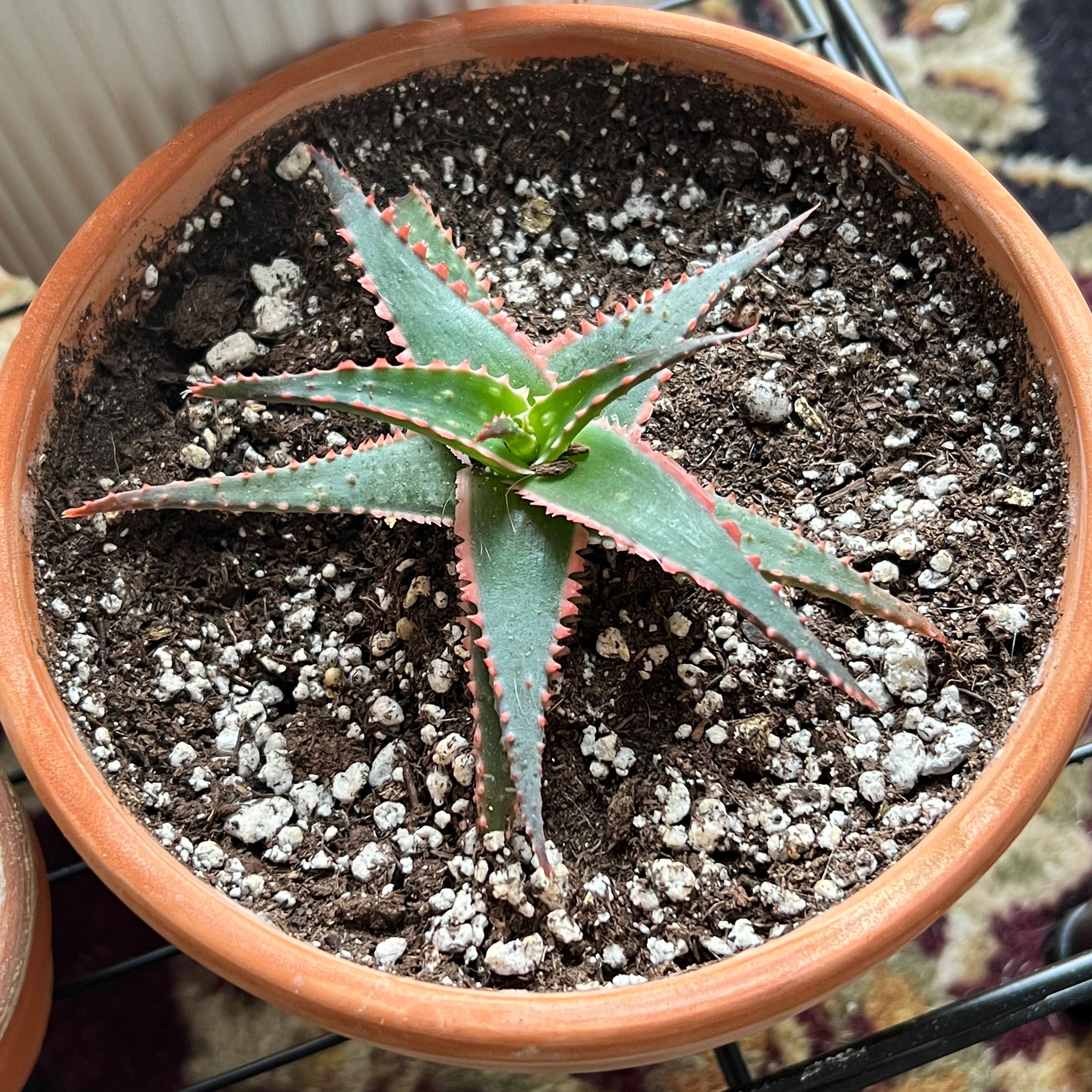 Propagating Aloe 'Christmas Sleigh': The Ultimate Guide