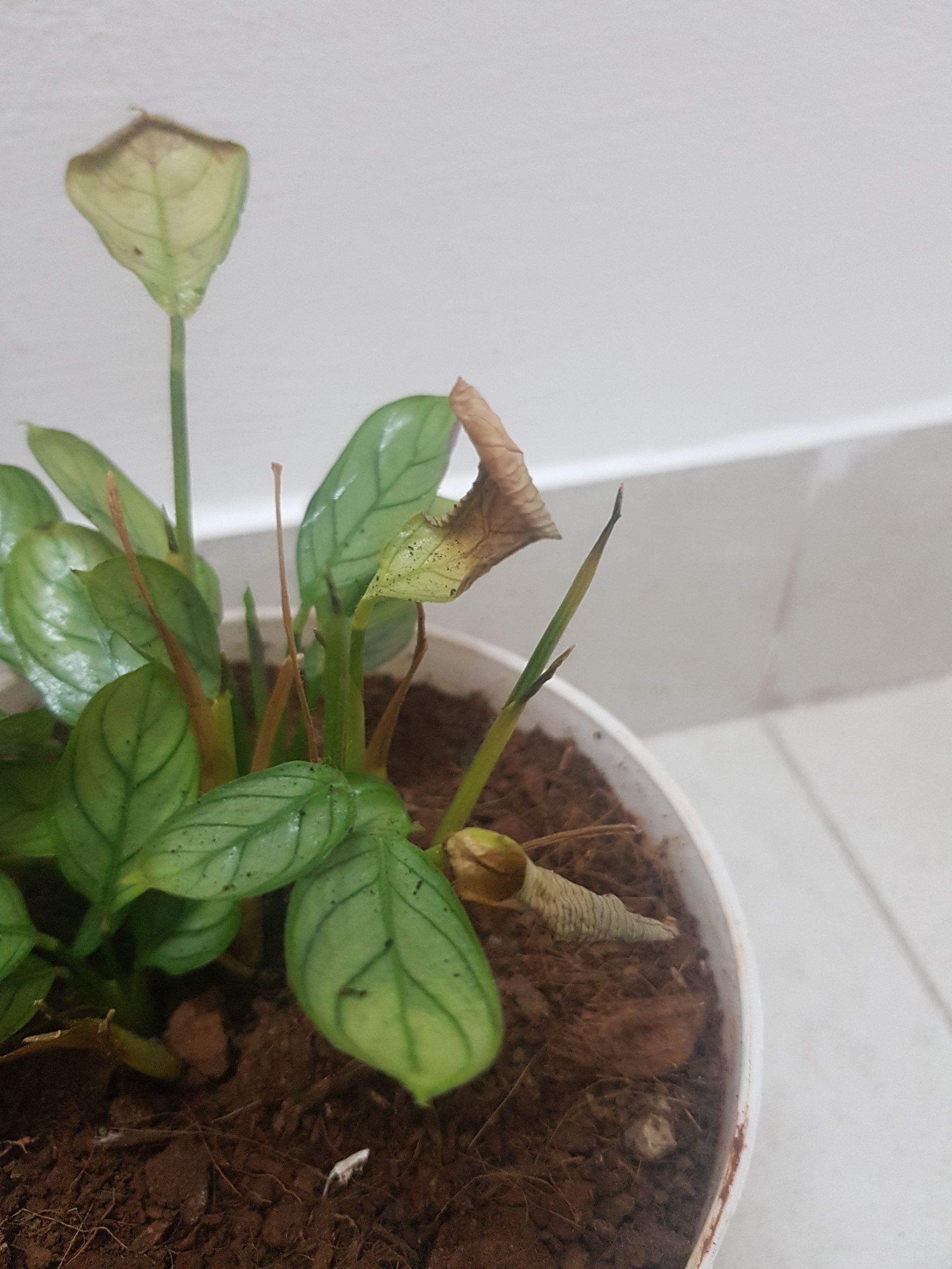 Calathea 'Pink Star' Care 101: Water, Light & Growing Tips