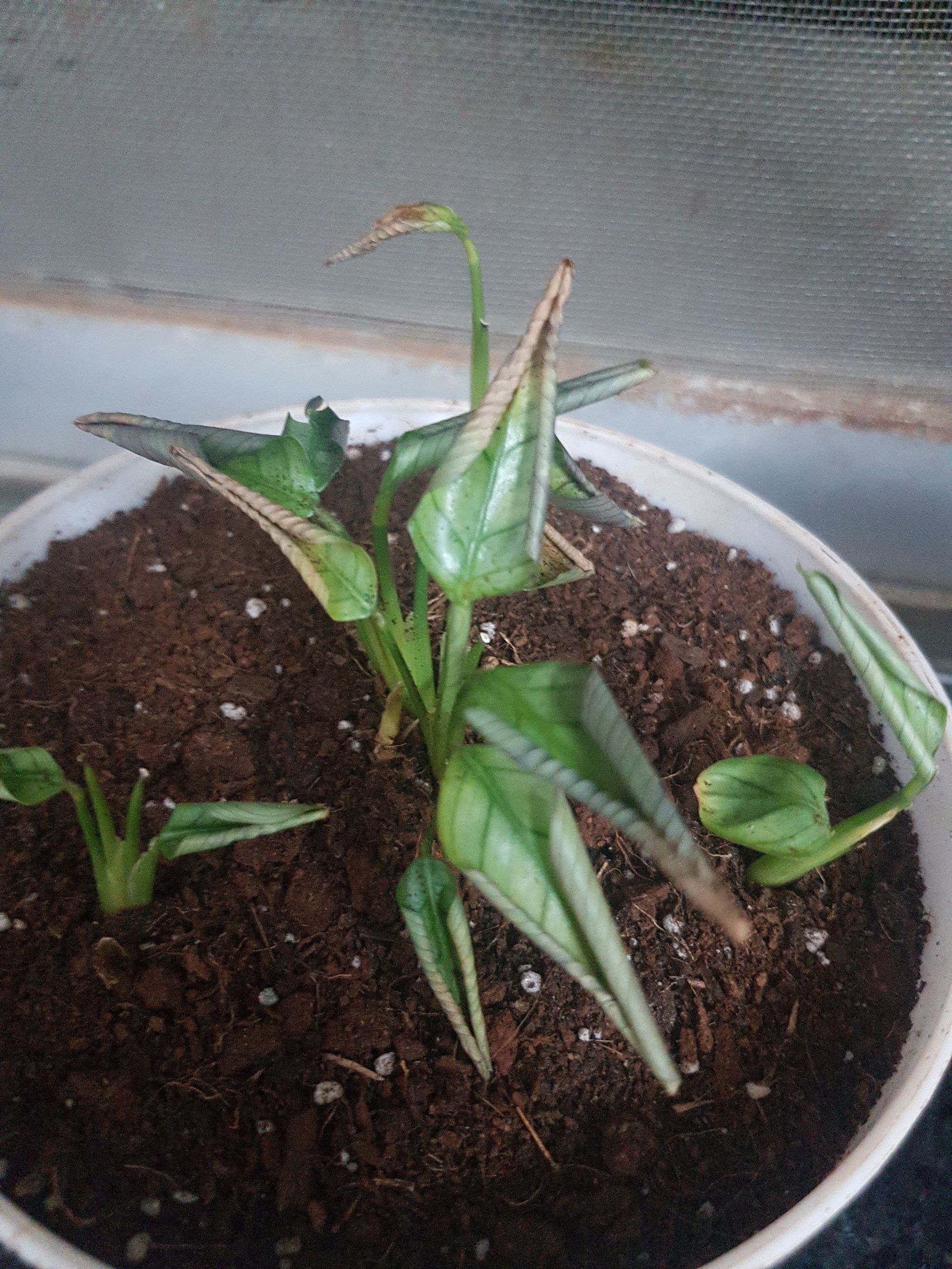Keep Your Calathea 'Ice Blue' Alive: Light, Water & Care Instructions