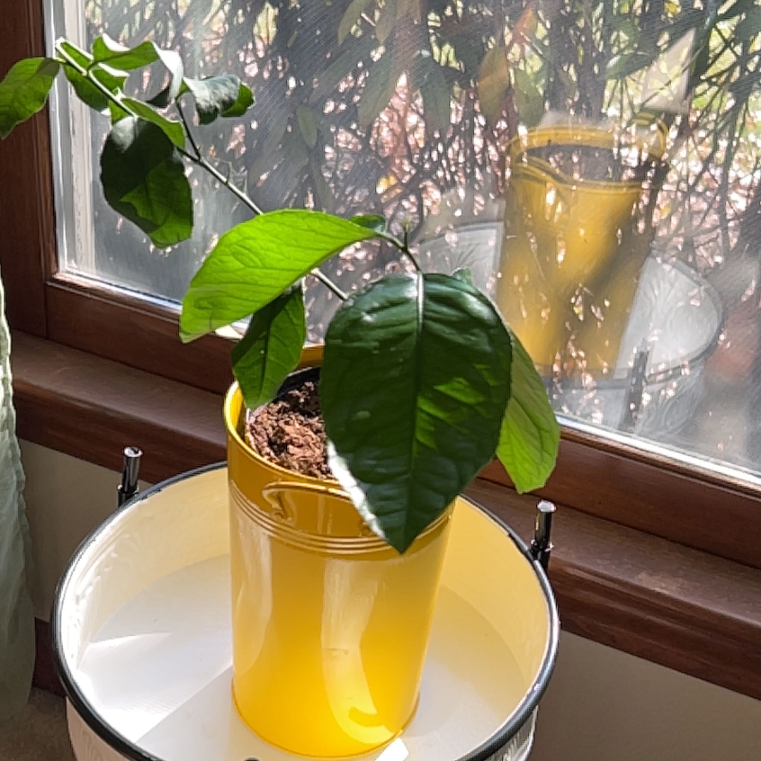 🍋 What Temperature Should My Lemon Tree Be Kept At?