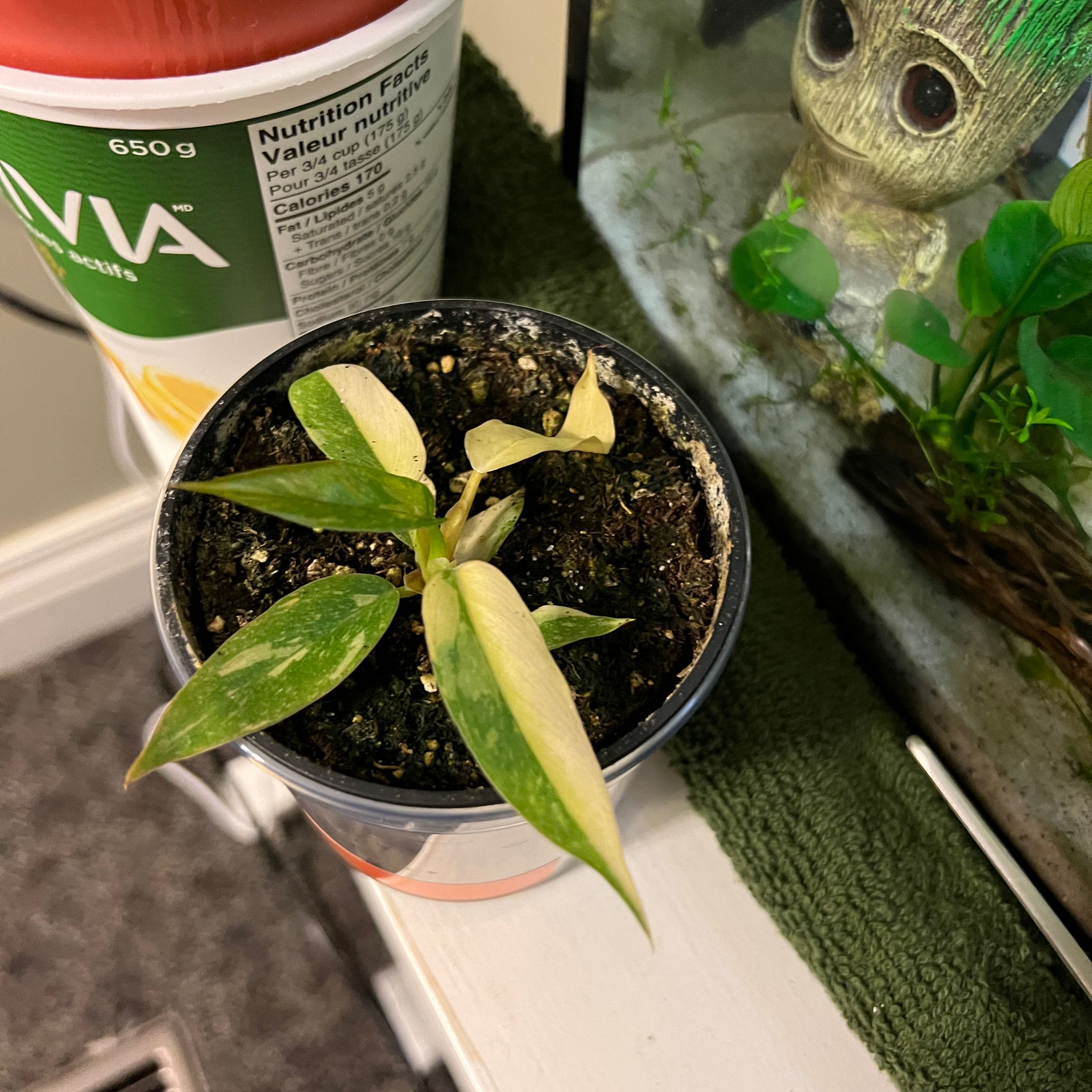 Diagnosing philodendron domesticum 'variegata' root rot