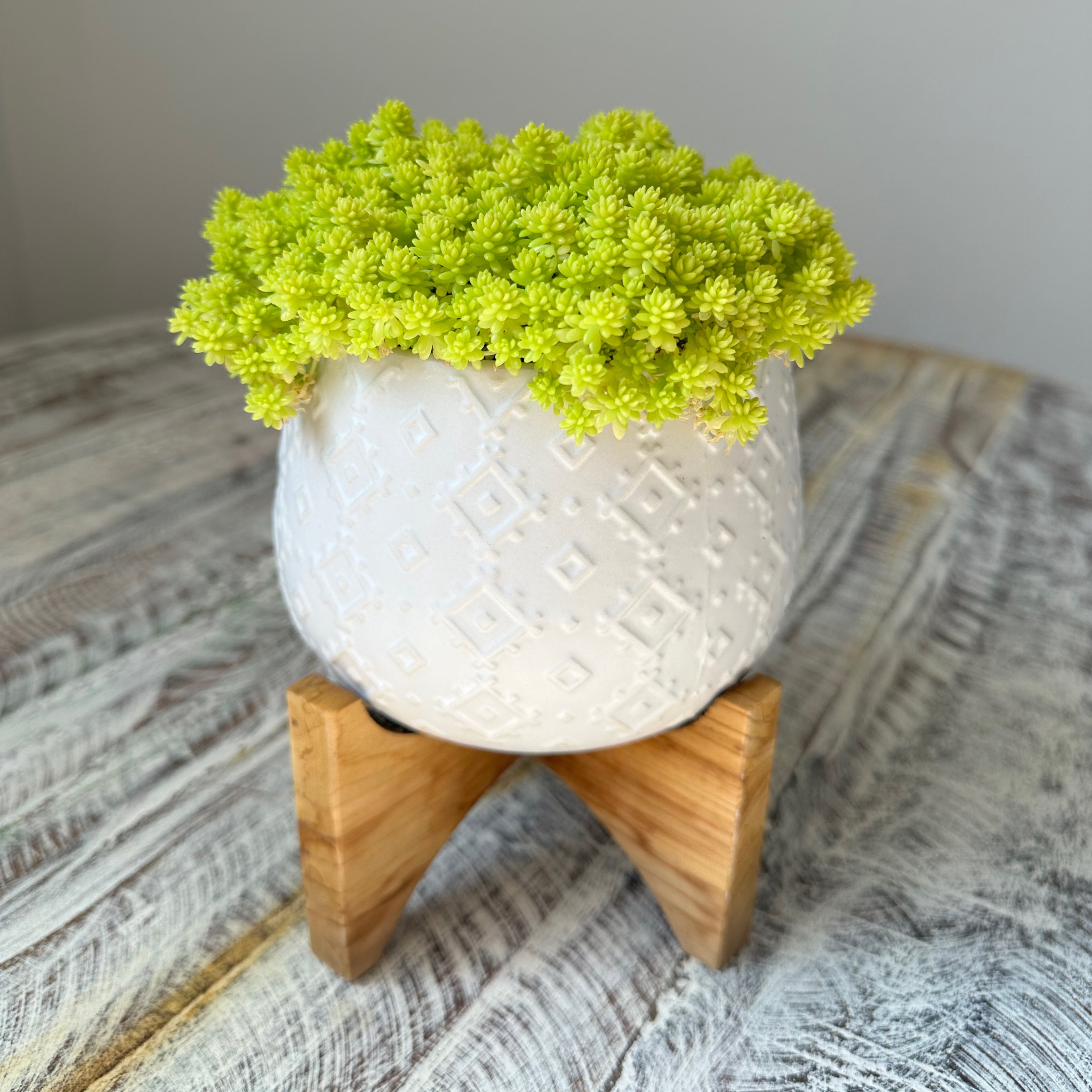 Year-Round Light Requirements For My Tokyo Sun Stonecrop