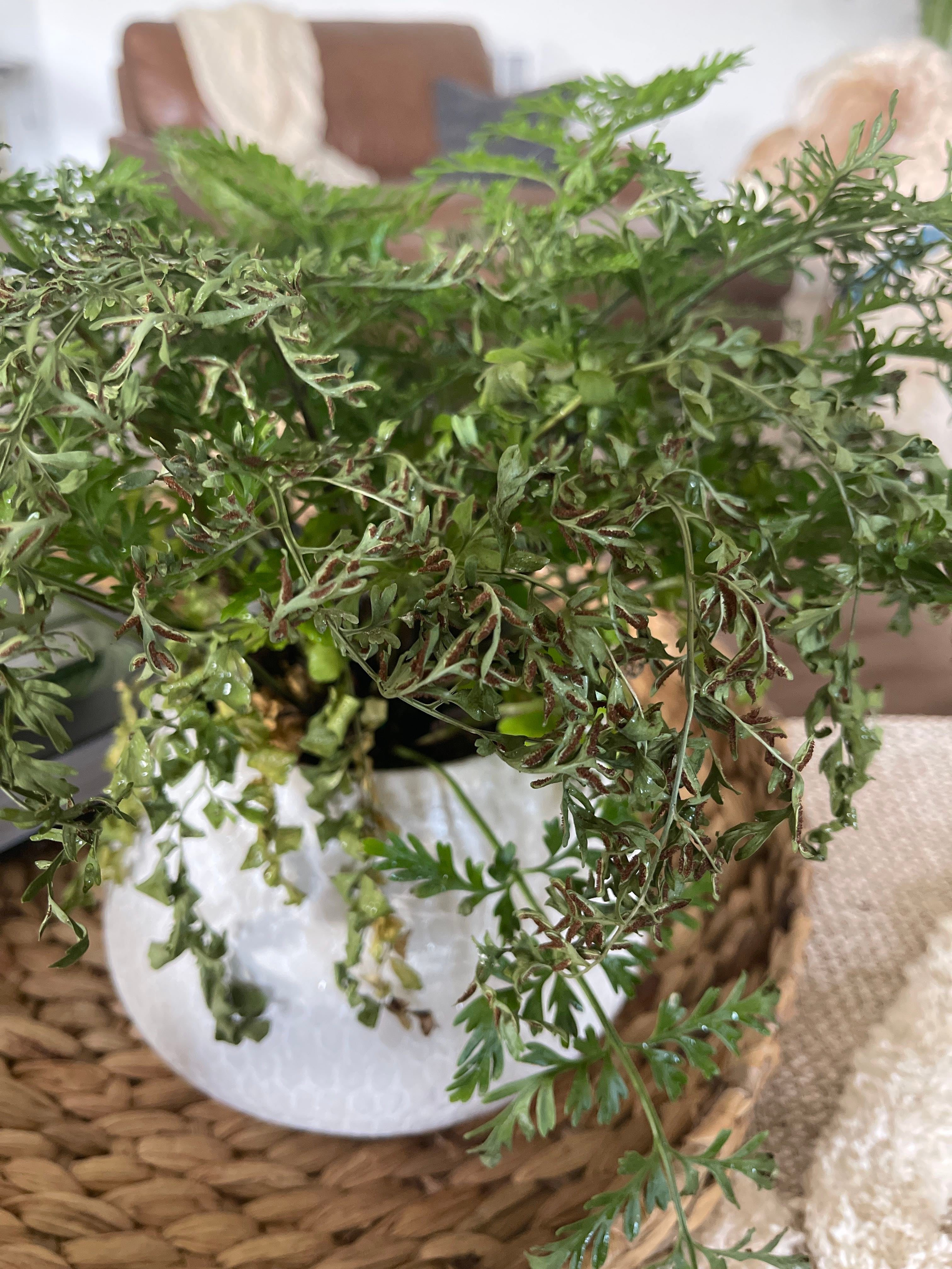 Propagating Your Hen and Chicken Fern: Step-by-Step Guide