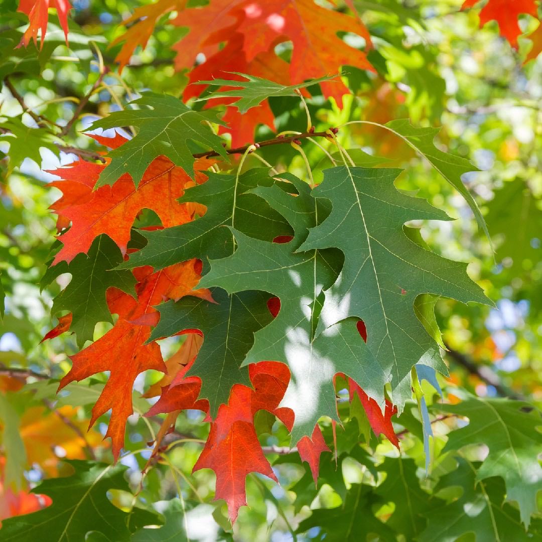 🐛 Why Are There Brown Spots on My Northern Red Oak Leaves?