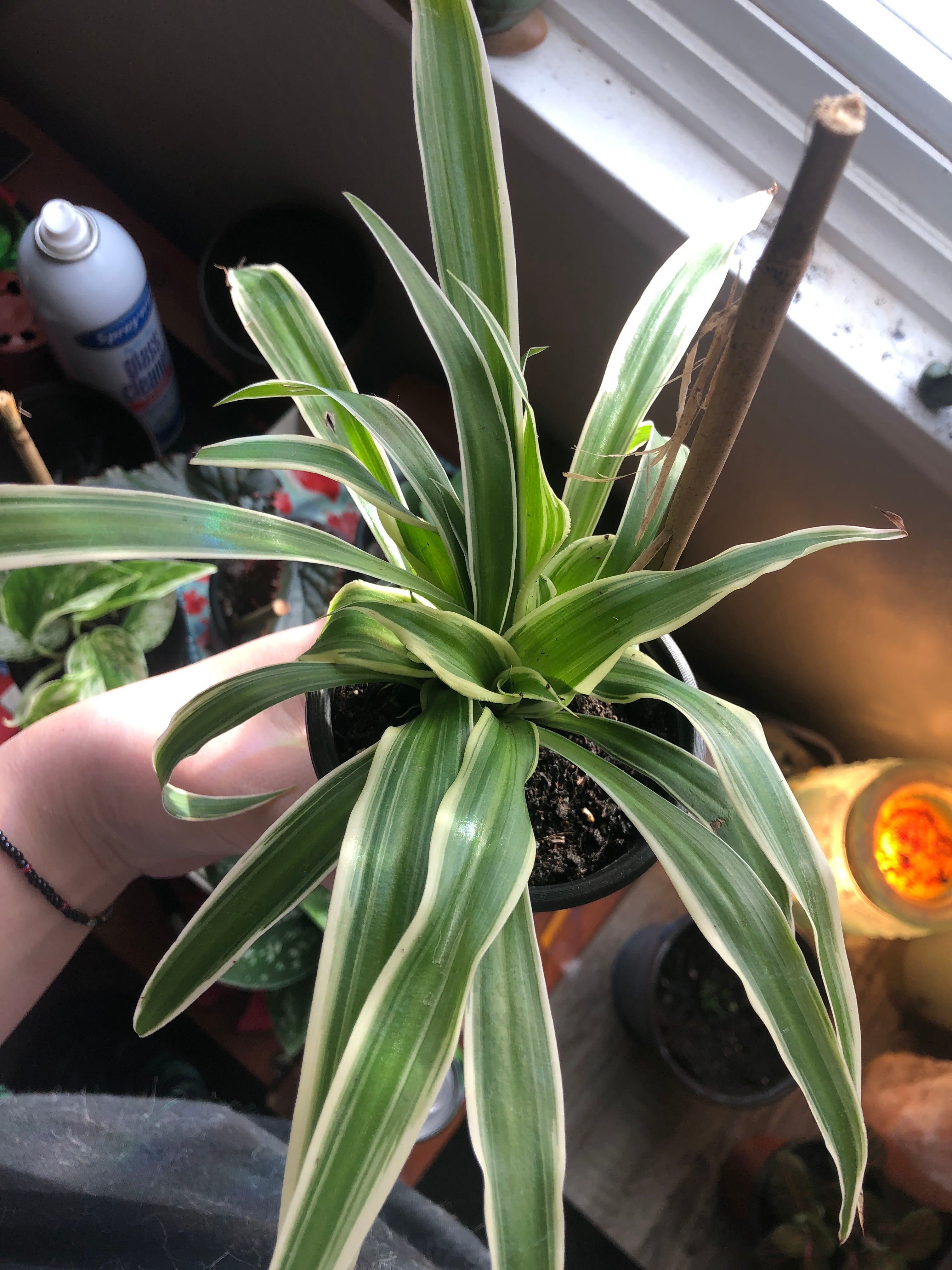Why Are My Variegated Spider Plant Leaves Droopy? 😔