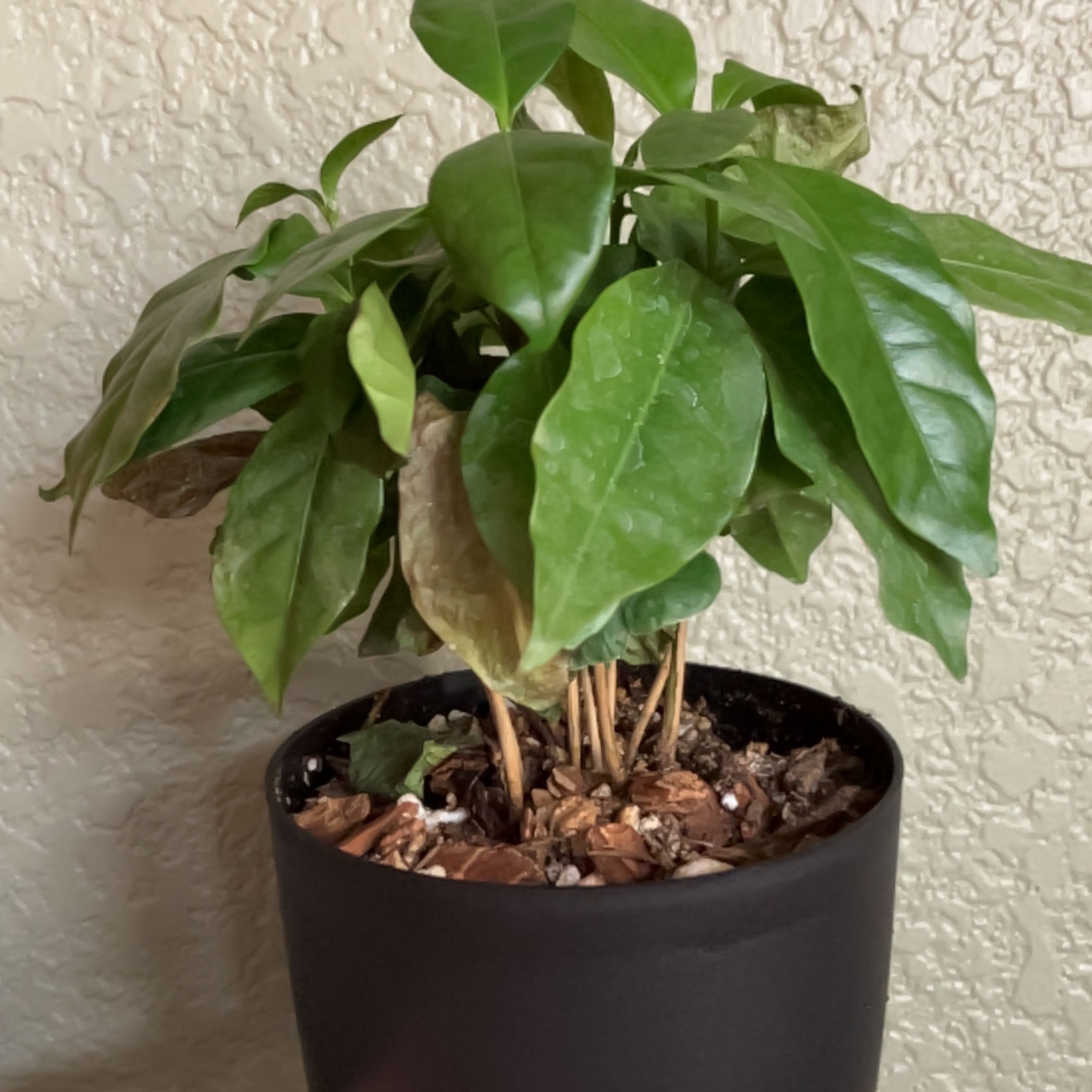 What Are The Bugs on My Arabian Coffee Plant? ☕