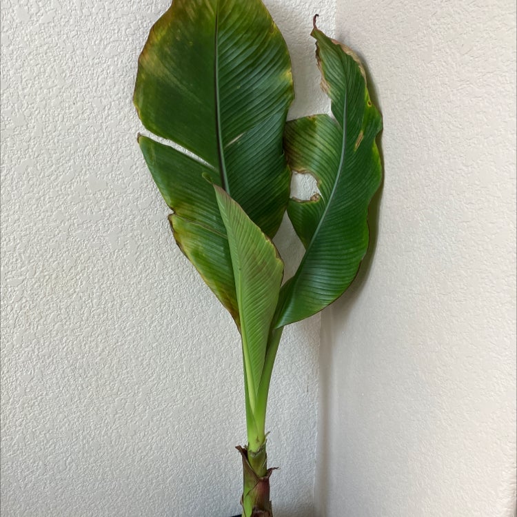 Why Are My Abyssinian Banana Leaves Droopy?