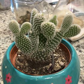 Dax | A plant by @DurablePhalsa on Greg