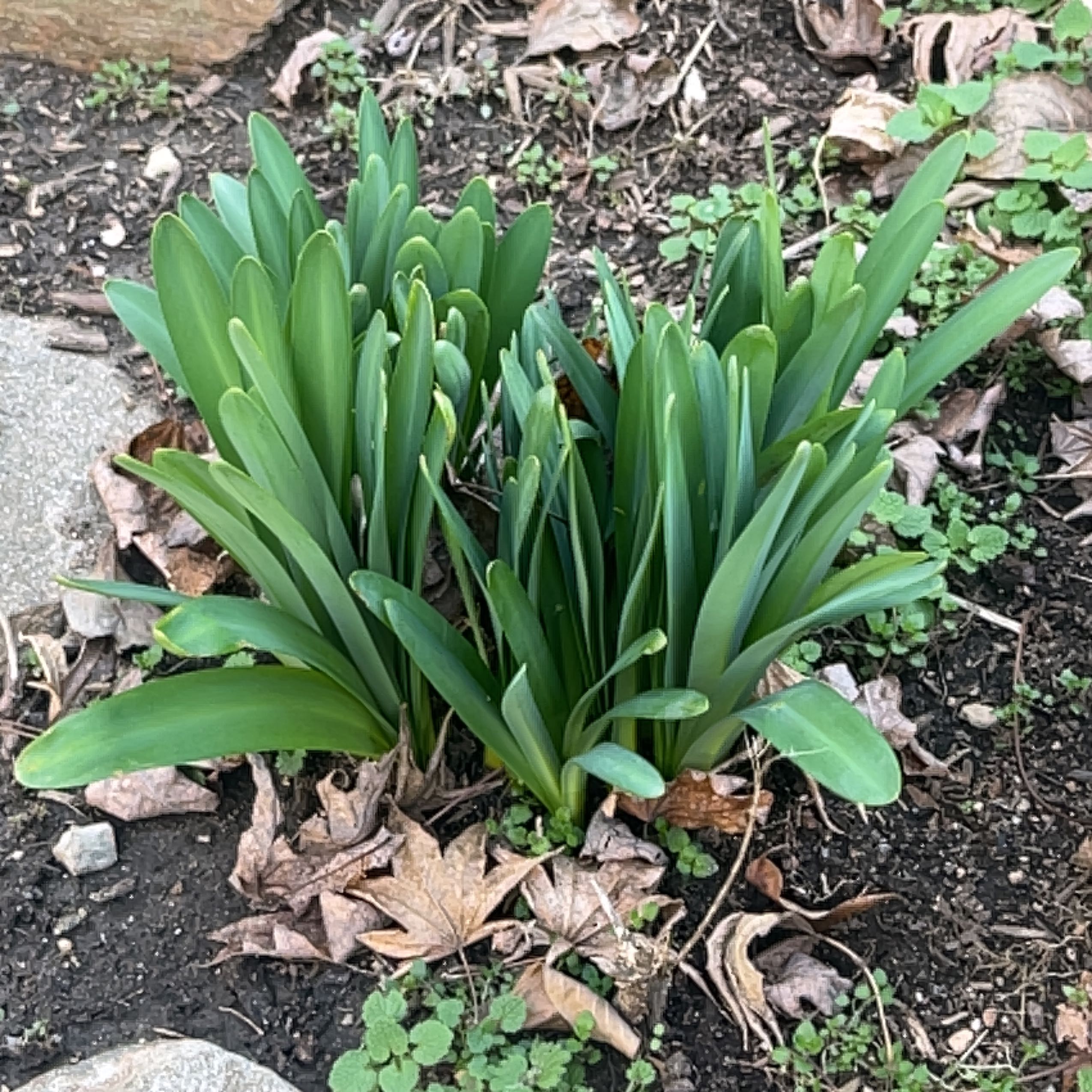 Black Spots on My Resurrection Lily Leaves