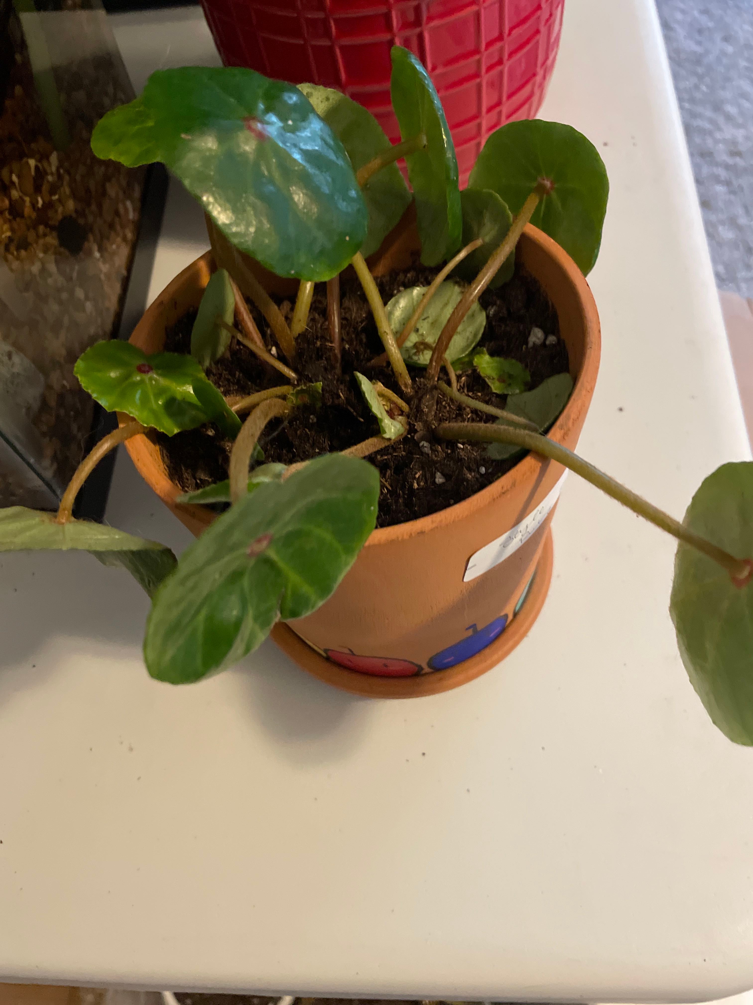 Red Ruby Begonia Plant Care: Water, Light, Nutrients | Greg App 🌱