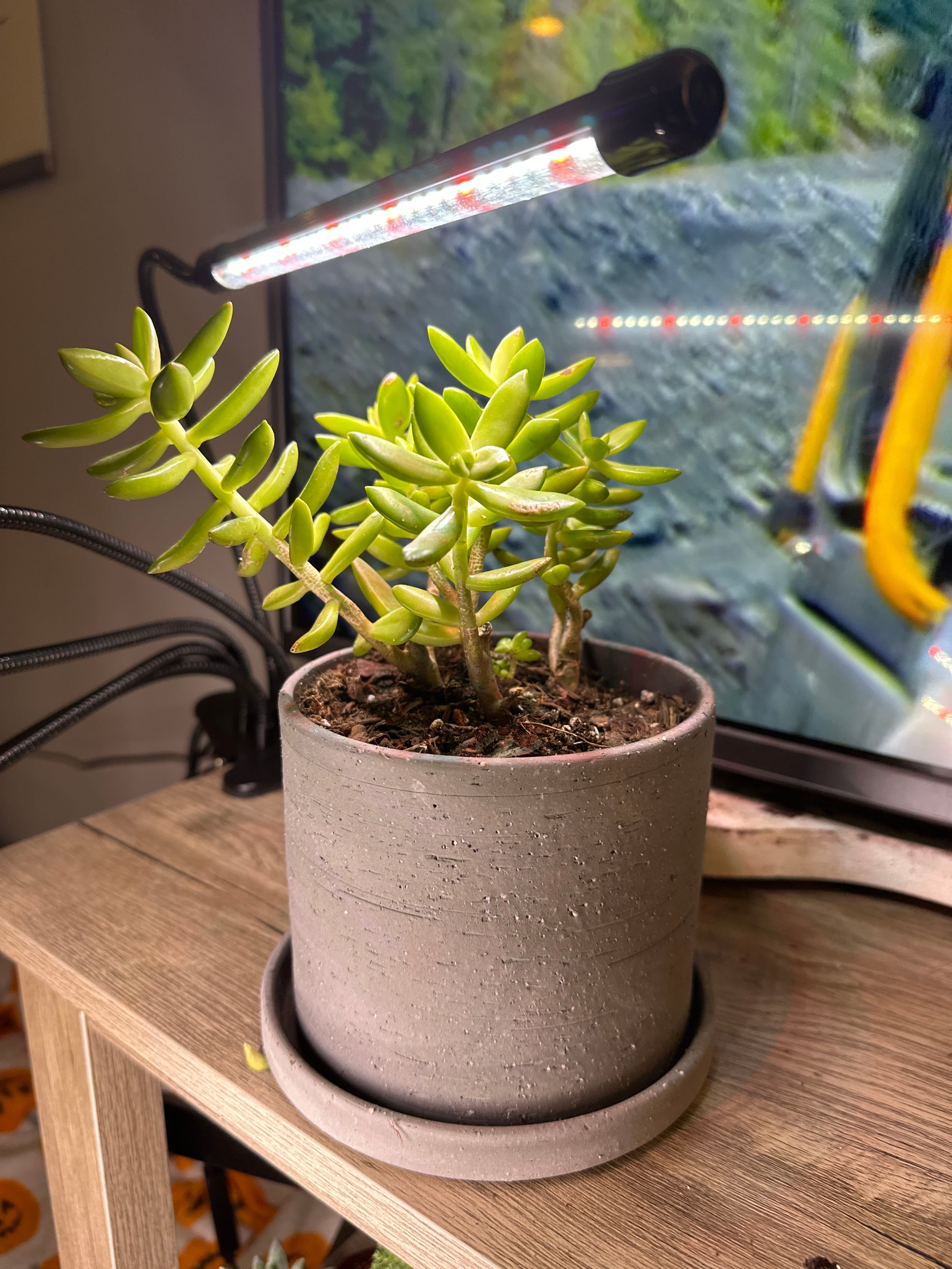 Why do my roots look brown and dry? What do I do differen...