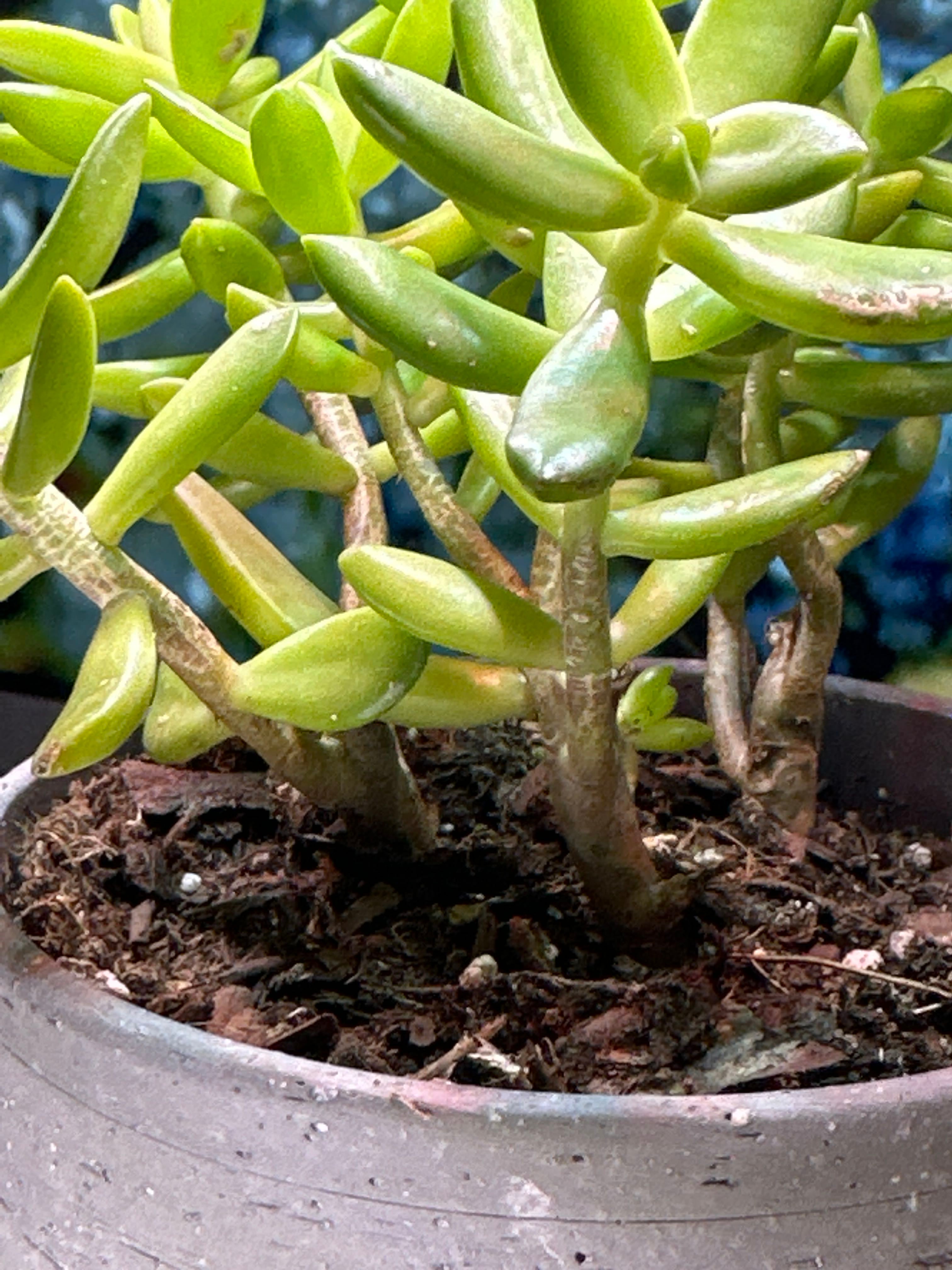 Why do my roots look brown and dry? What do I do differen...