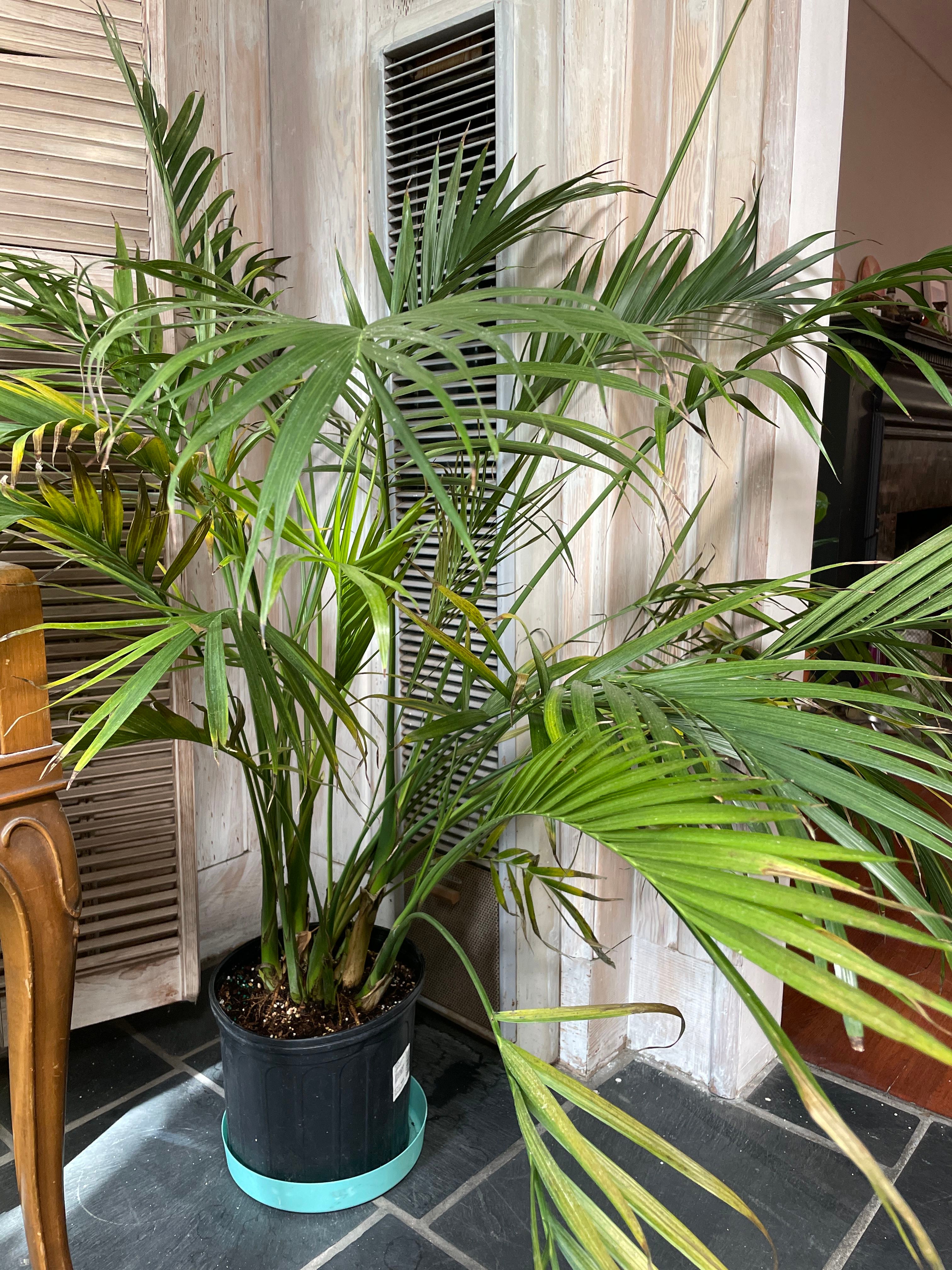 Why Are There Brown Spots on My Cat Palm Leaves?