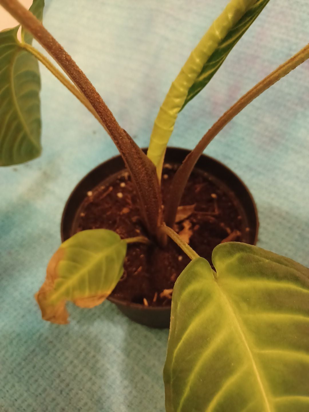 Keep Your Xanthosoma Alive: Light, Water & Care Instructions