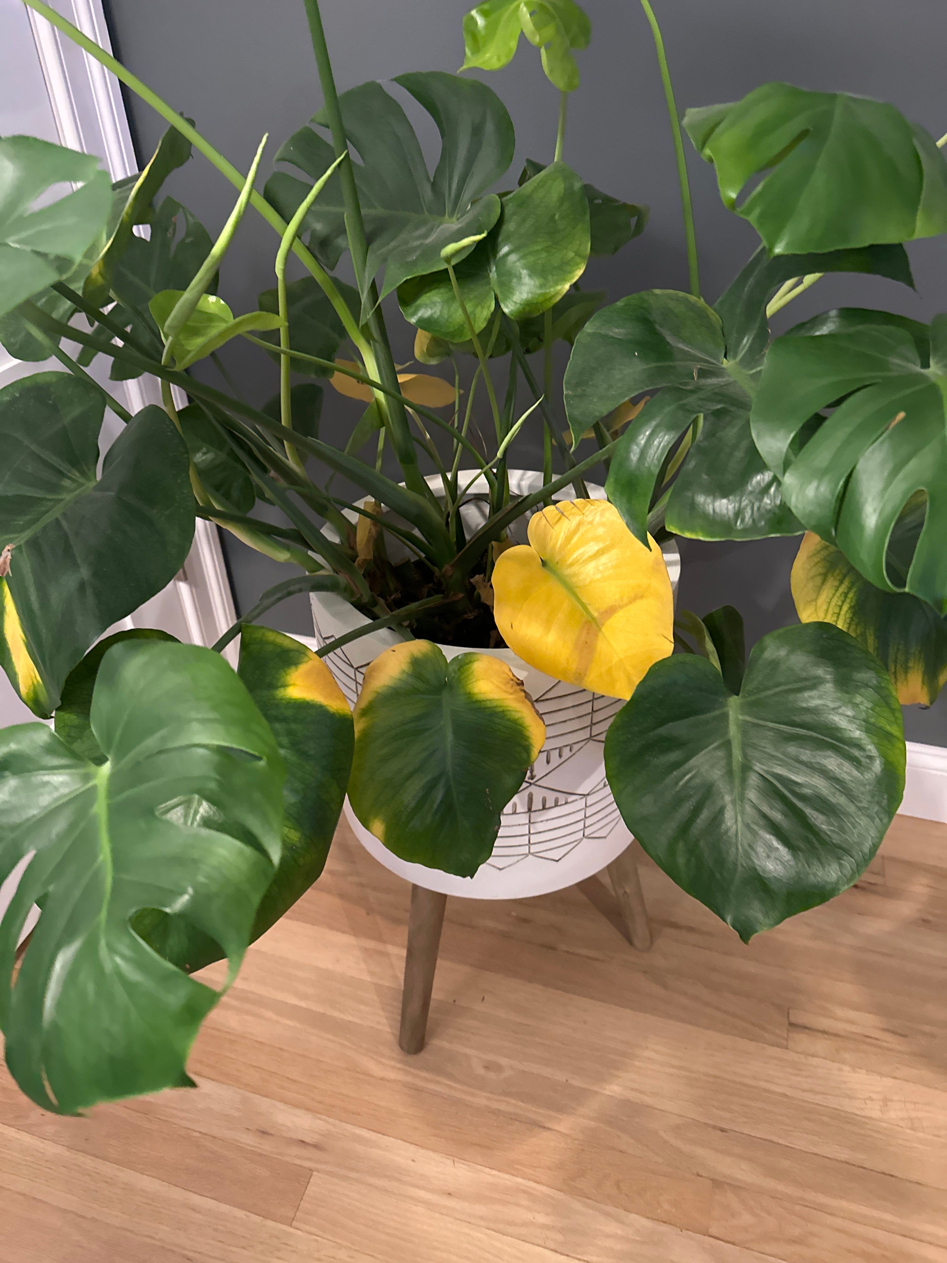 Keep Your Green Galaxy Monstera Alive: Light, Water & Care Instructions