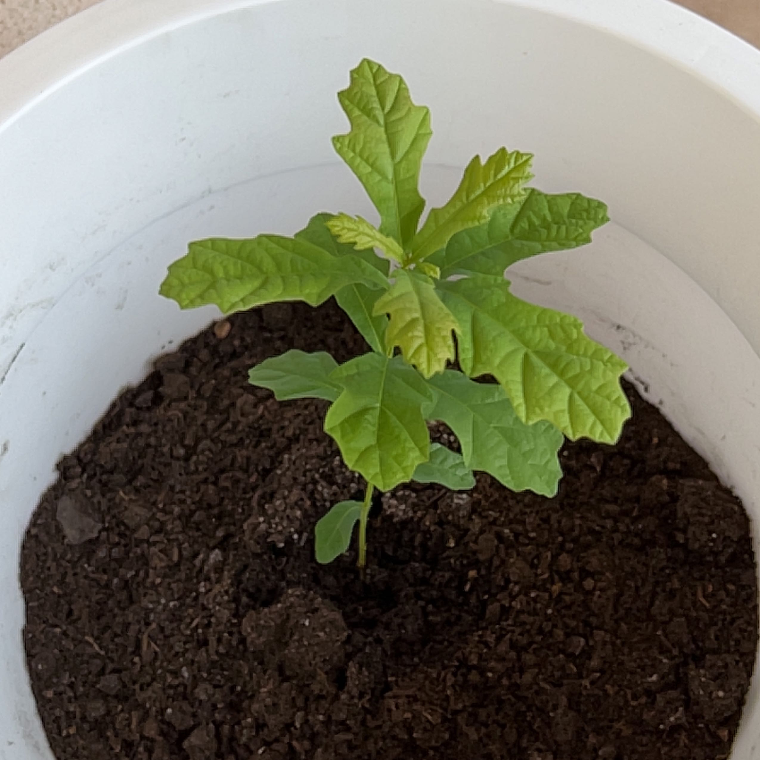 Why Are My English Oak Leaves Droopy?