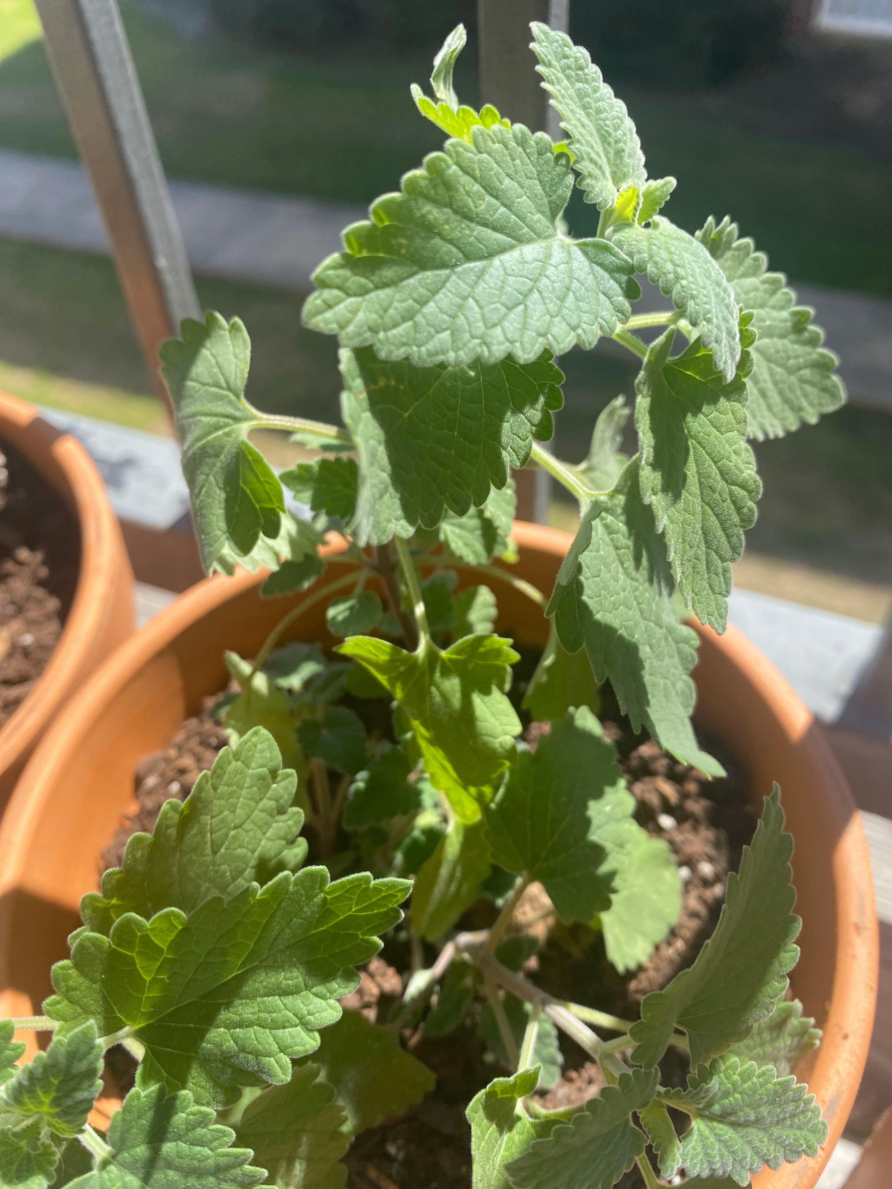 Catnip Plant Care: Water, Light, Nutrients | Greg App 🌱