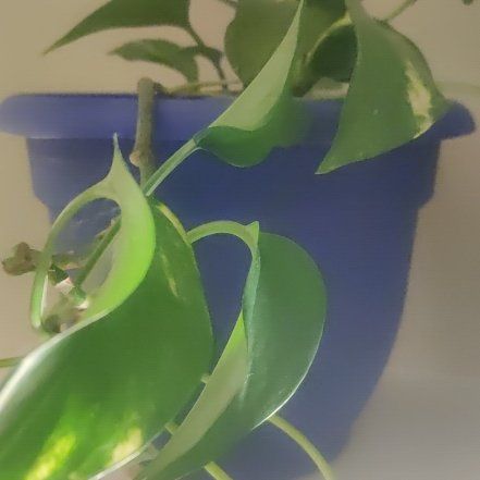 Philoden | A plant by @UltraFantasy on Greg