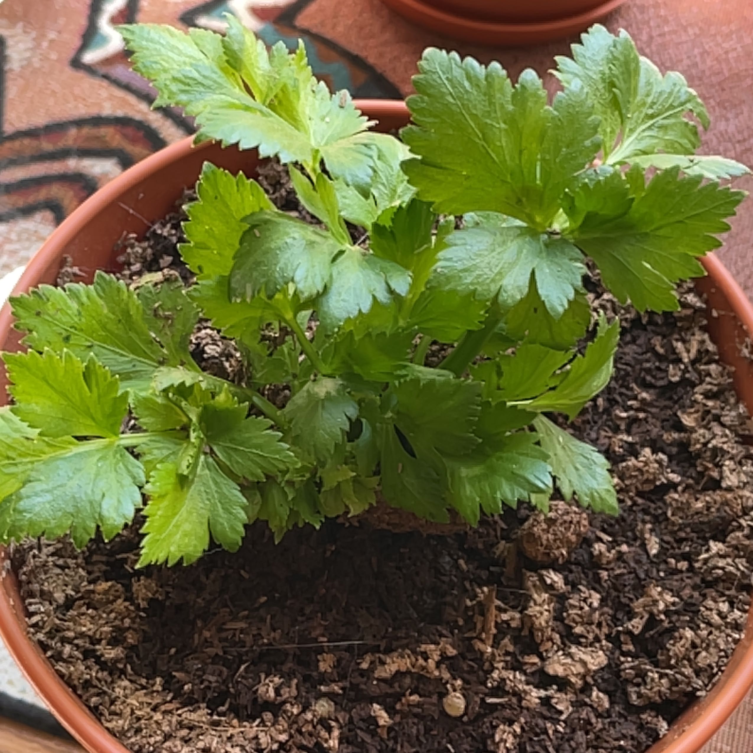 Propagating My Celery: Step-by-Step Guide