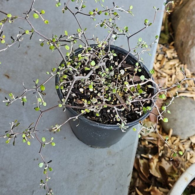 What To Do About Bugs on My Wire Nettingbush? 🐛