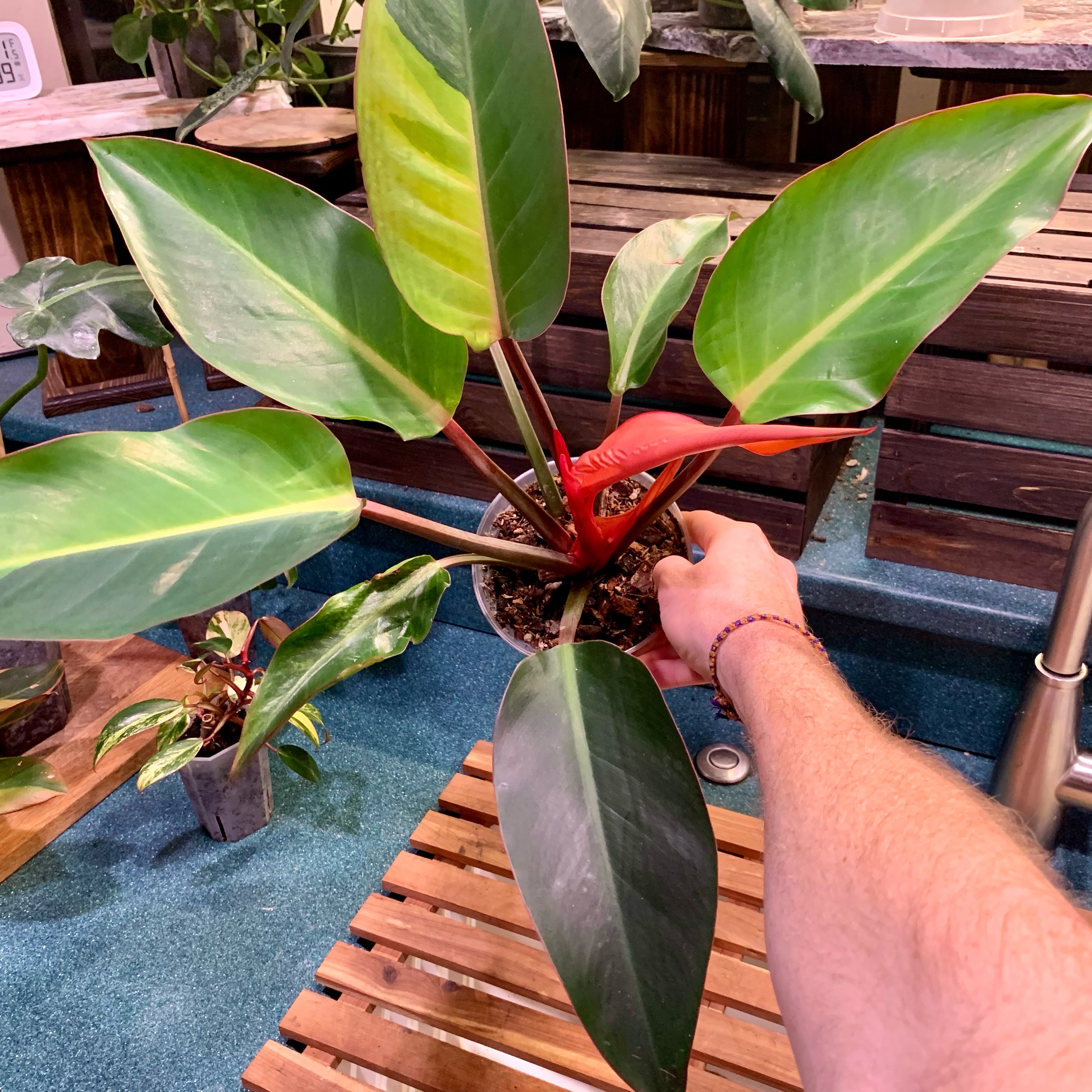 Philodendron Variegated Firebird Plant Care: Water, Light, Nutrients ...