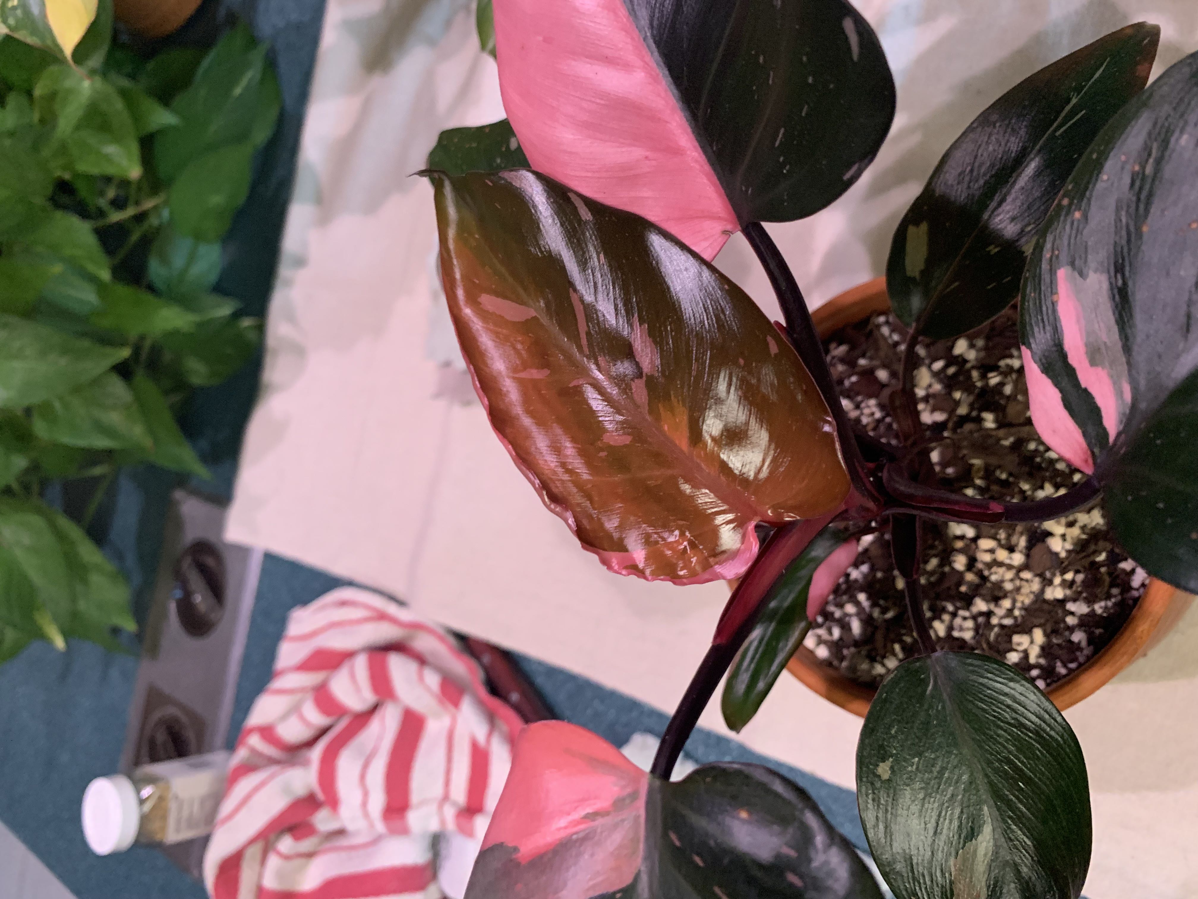 Propagating Pink Princess Philodendron: Step-by-step Guide