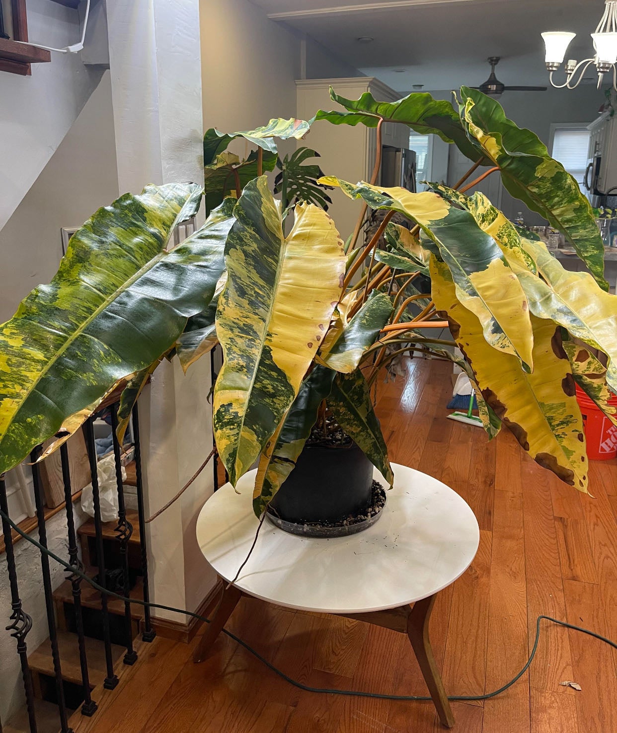 The Complete Philo Dwarf Red Congo Plant Care Guide: Water, Light & Beyond