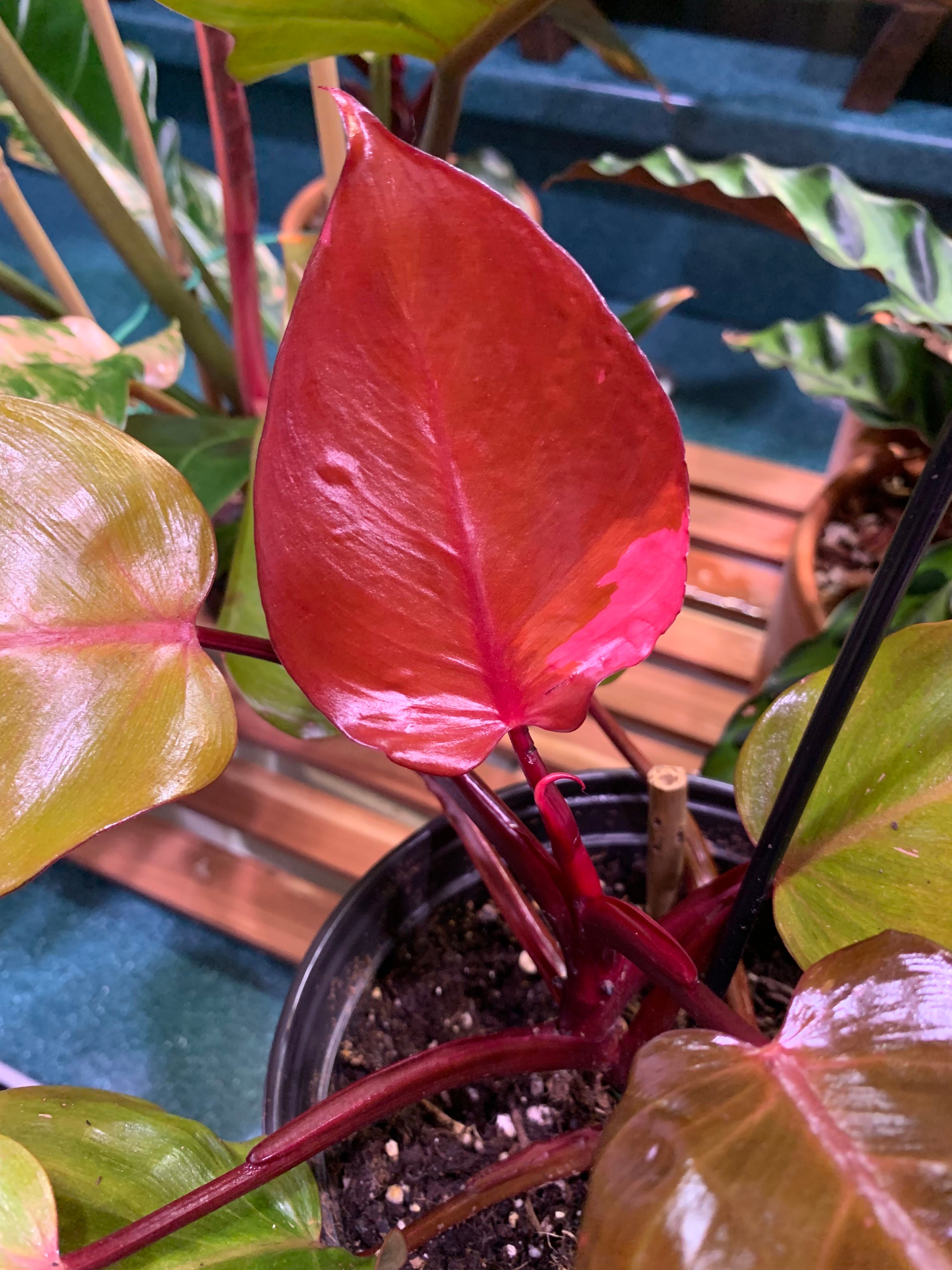 Philodendron 'Ceylon Gold' Plant Care: Water, Light, Nutrients | Greg App 🌱