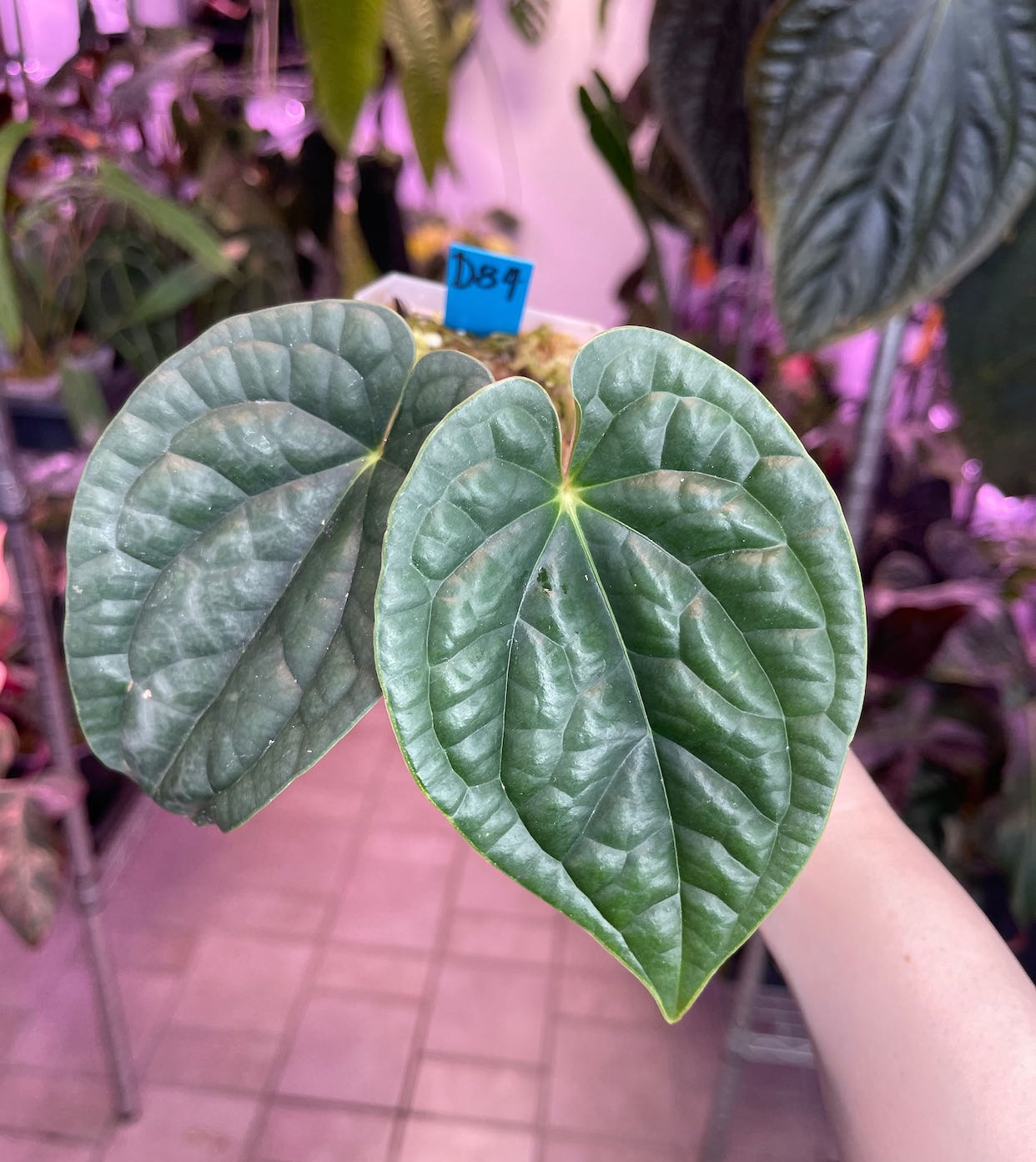 Anthurium 'Big Red Bird' Care 101: Water, Light & Growing Tips