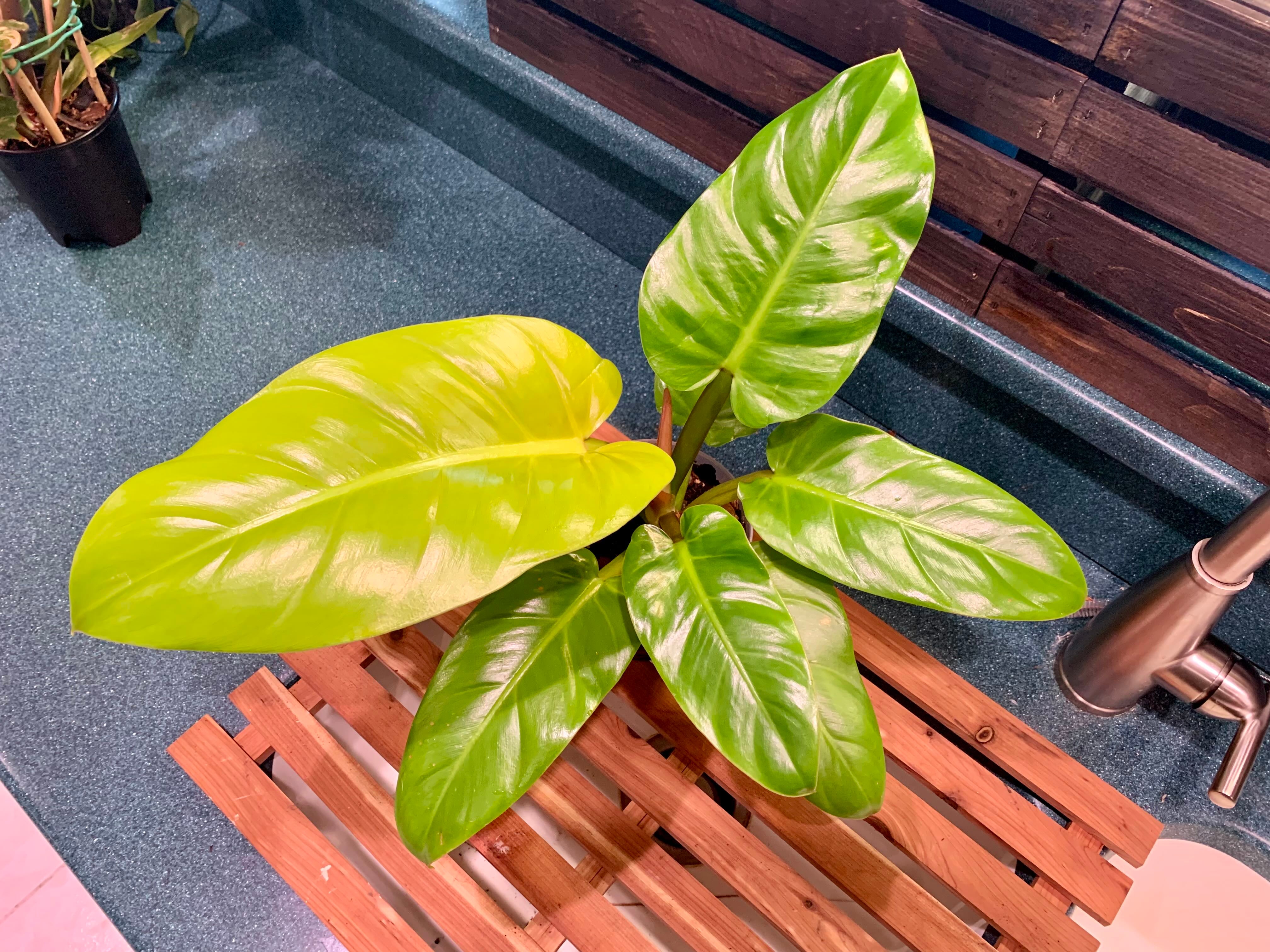 10 Advantages of Having a Philodendron 'Golden Princess'