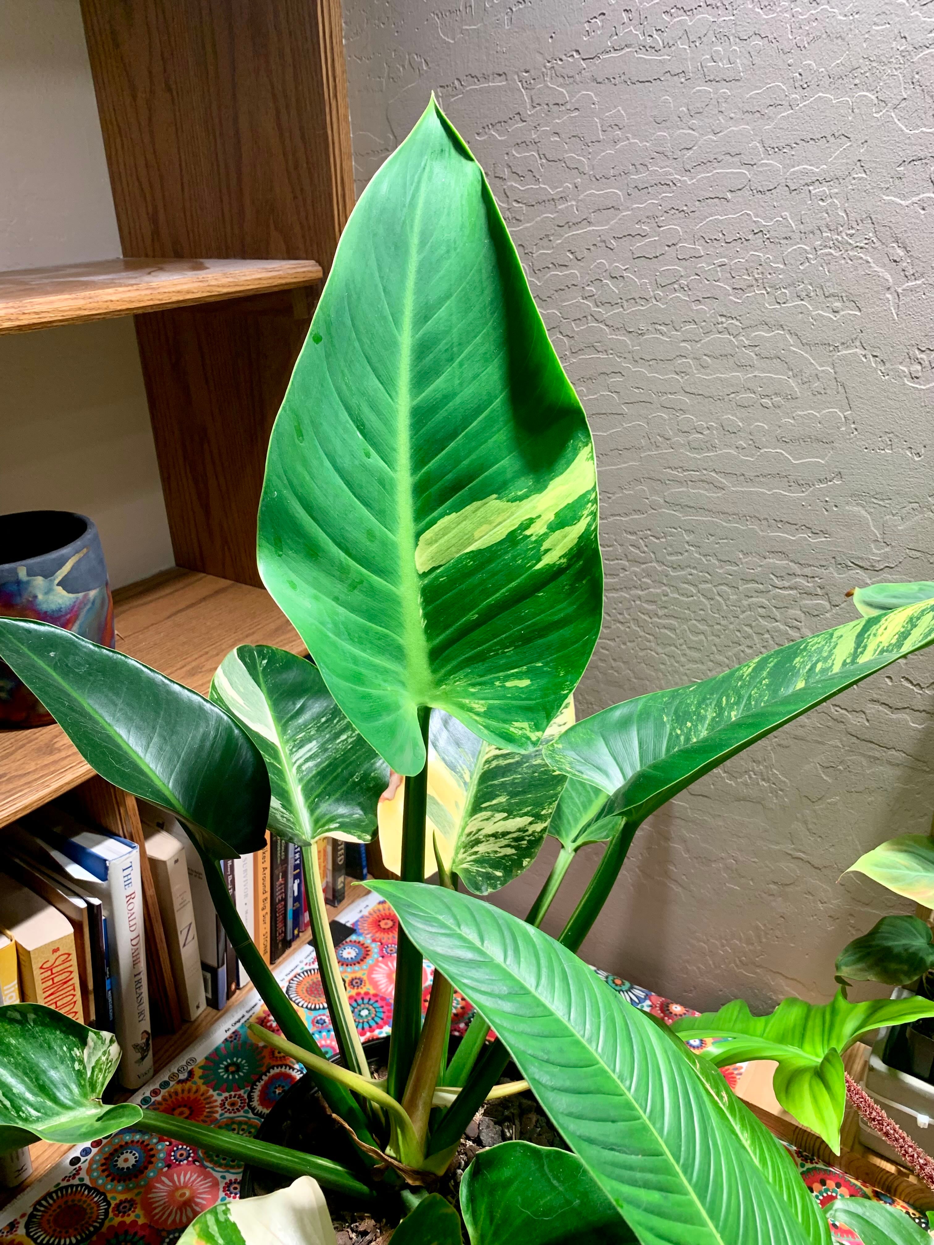 💧 How Much Humidity Does My Philodendron 'Rio' Need?
