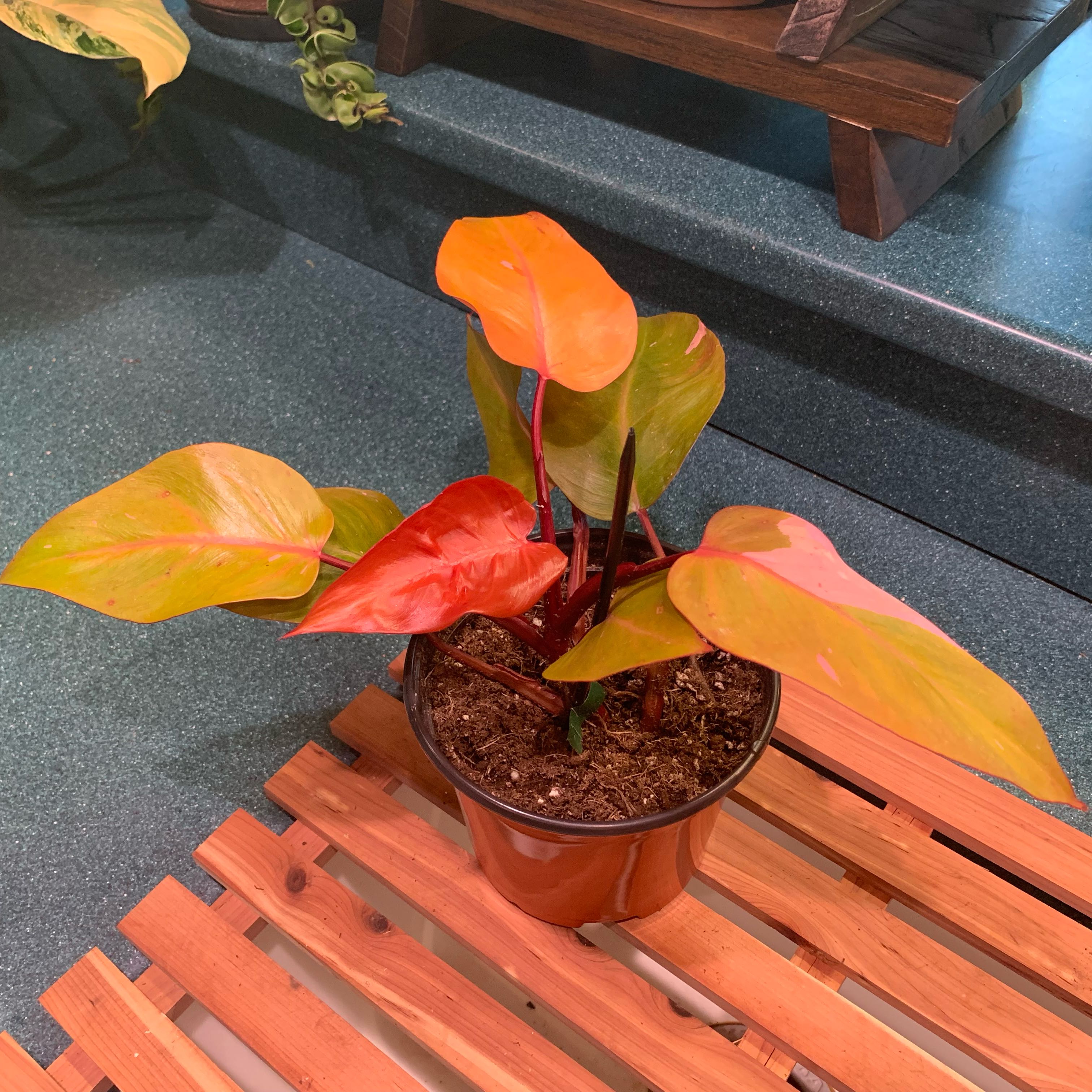 Philodendron Persimmon Princess: How Much Water & Light Does it Need to ...