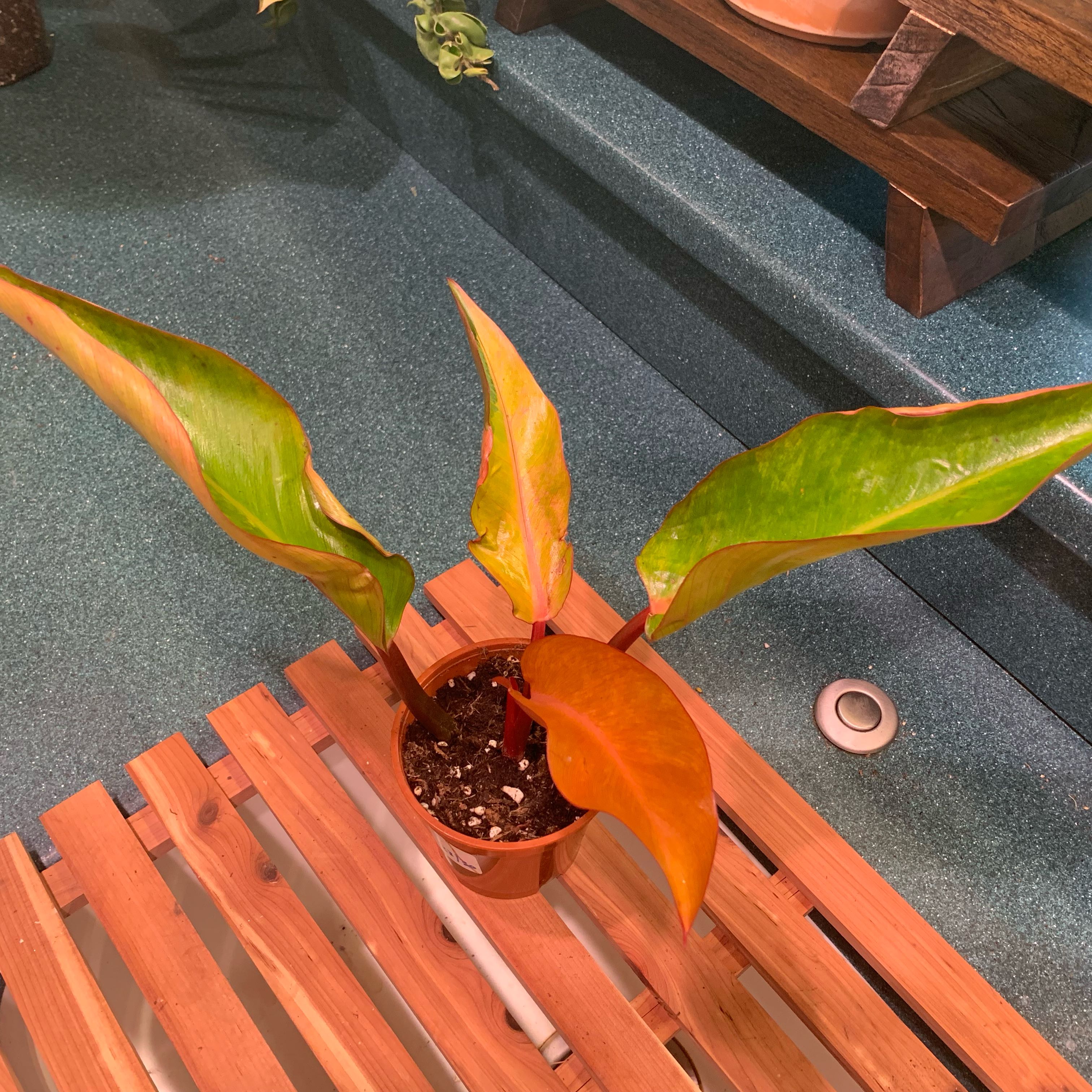 Philodendron Variegated Firebird Plant Care: Water, Light, Nutrients ...