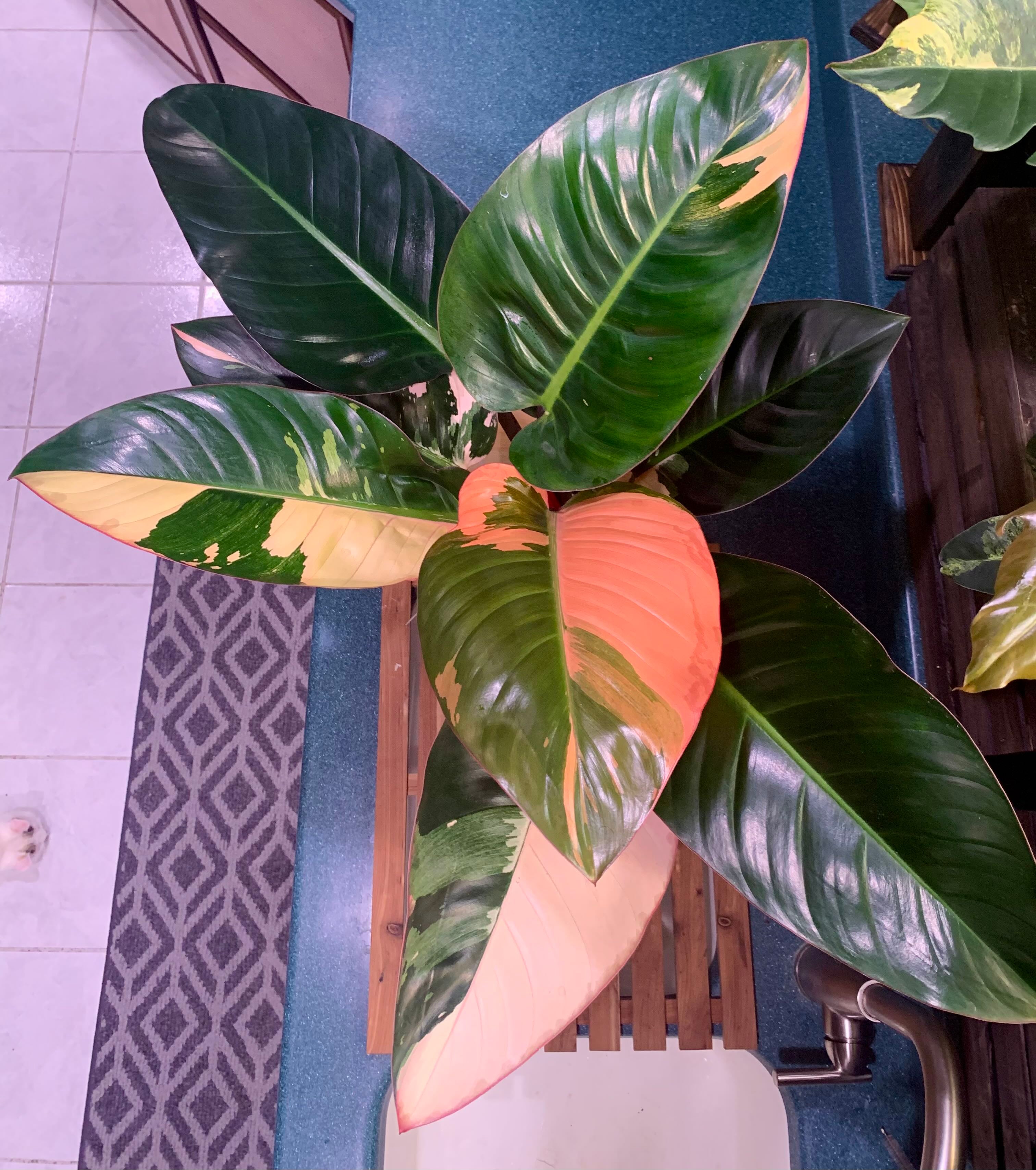 Variegated Philodendron Plant Care: Water, Light, Nutrients | Greg App 🌱