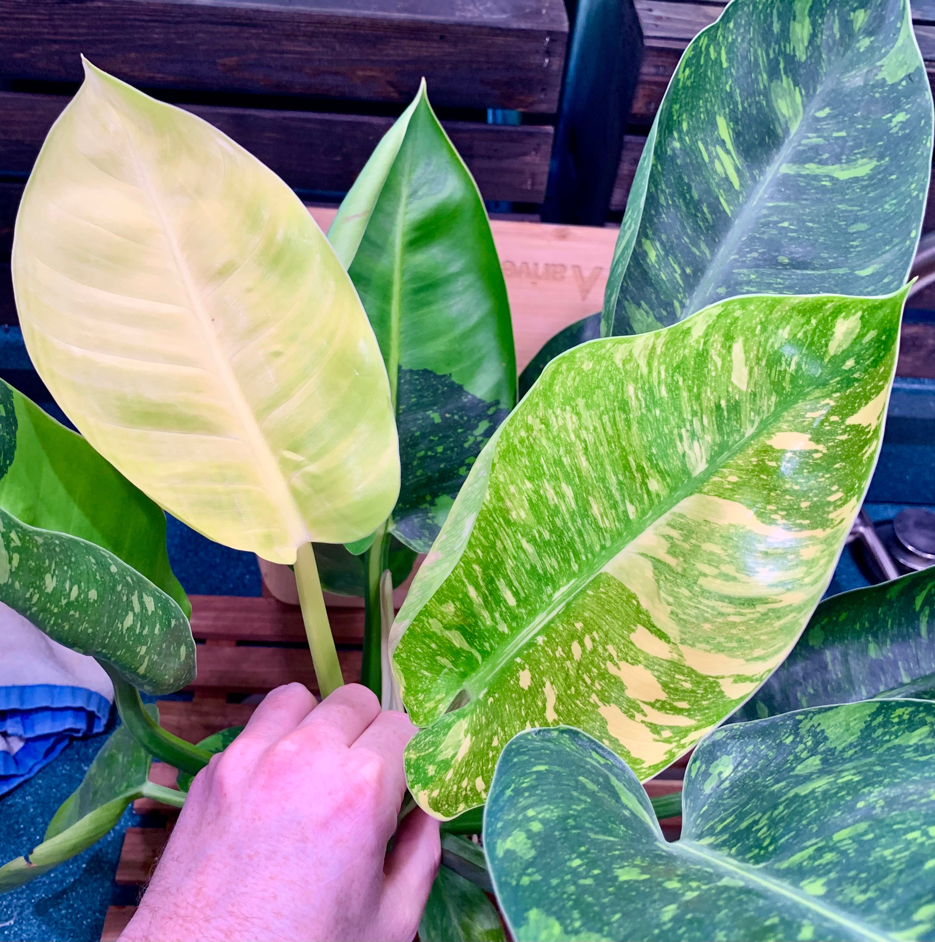 Philo Dwarf Red Congo Care 101: Water, Light & Growing Tips