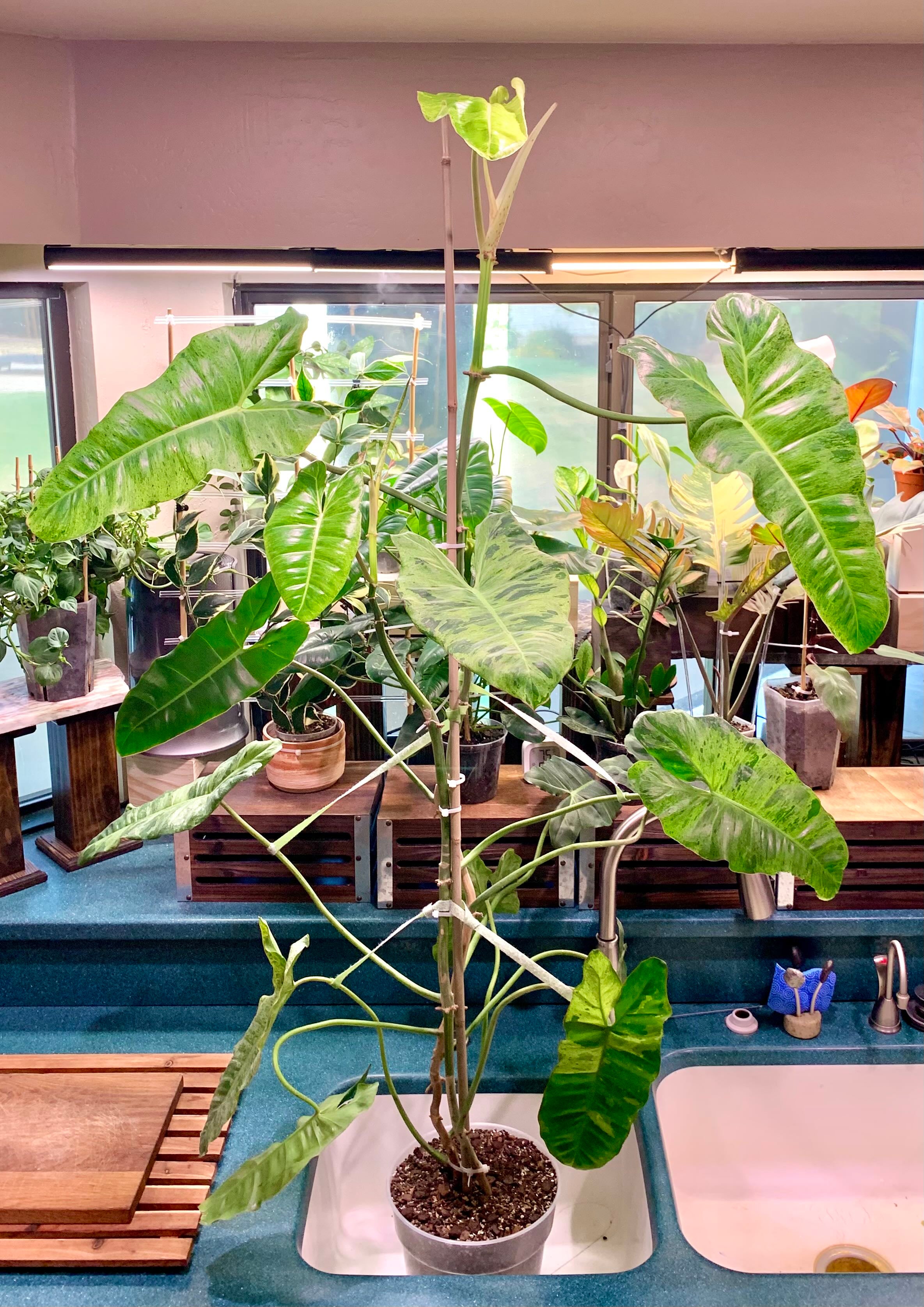 How to Care for Rudolph Philodendron: Mastering Water, Sunlight & More