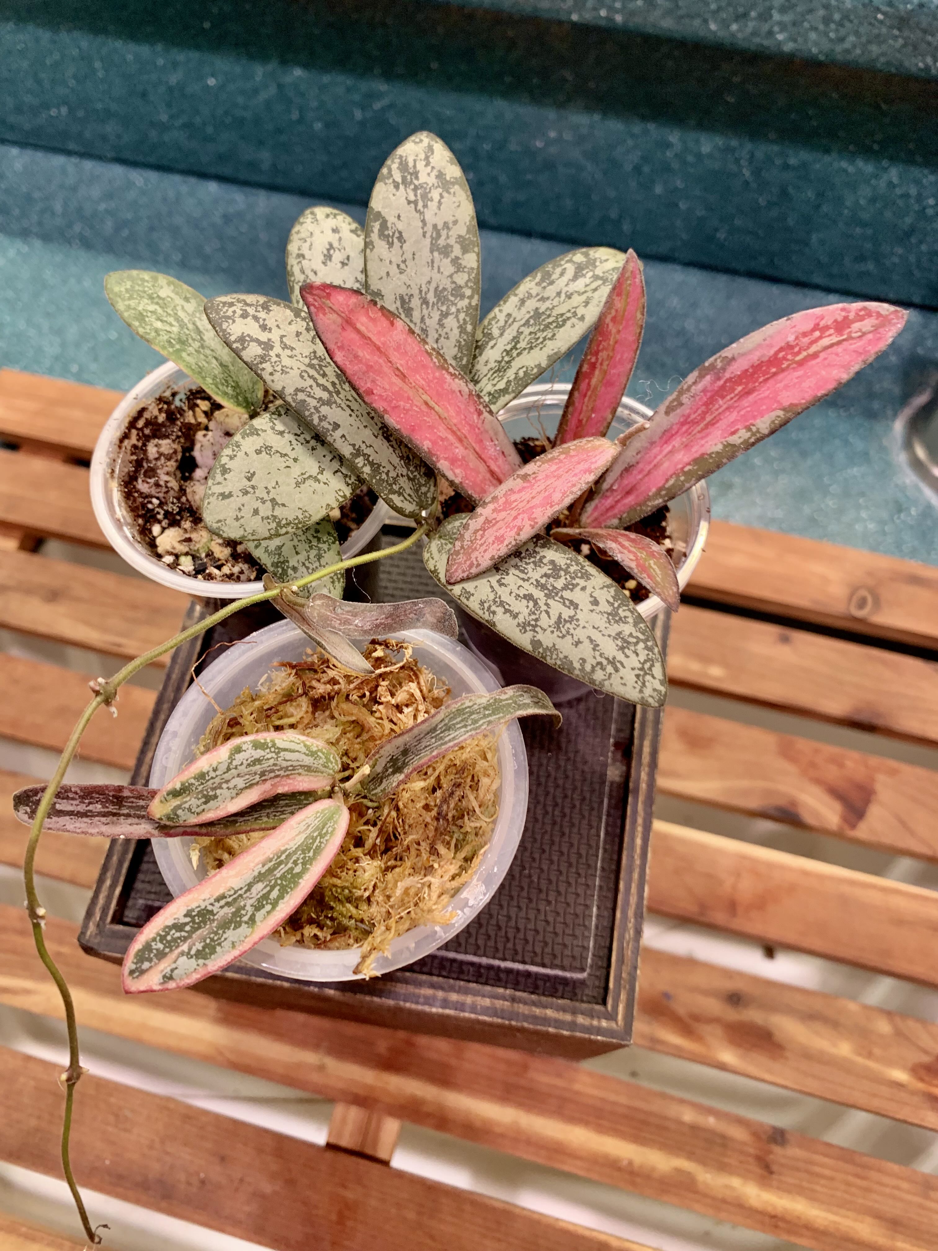 Chelsea Hoya Plant Care: Water, Light, Nutrients | Greg App 🌱