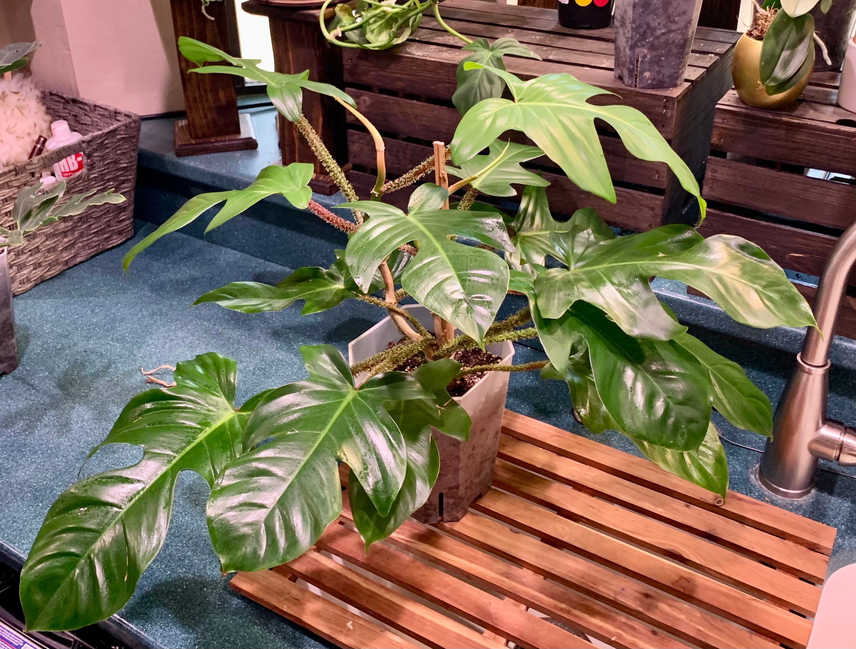 Philodendron eximium Plant Care: Water, Light, Nutrients | Greg App 🌱