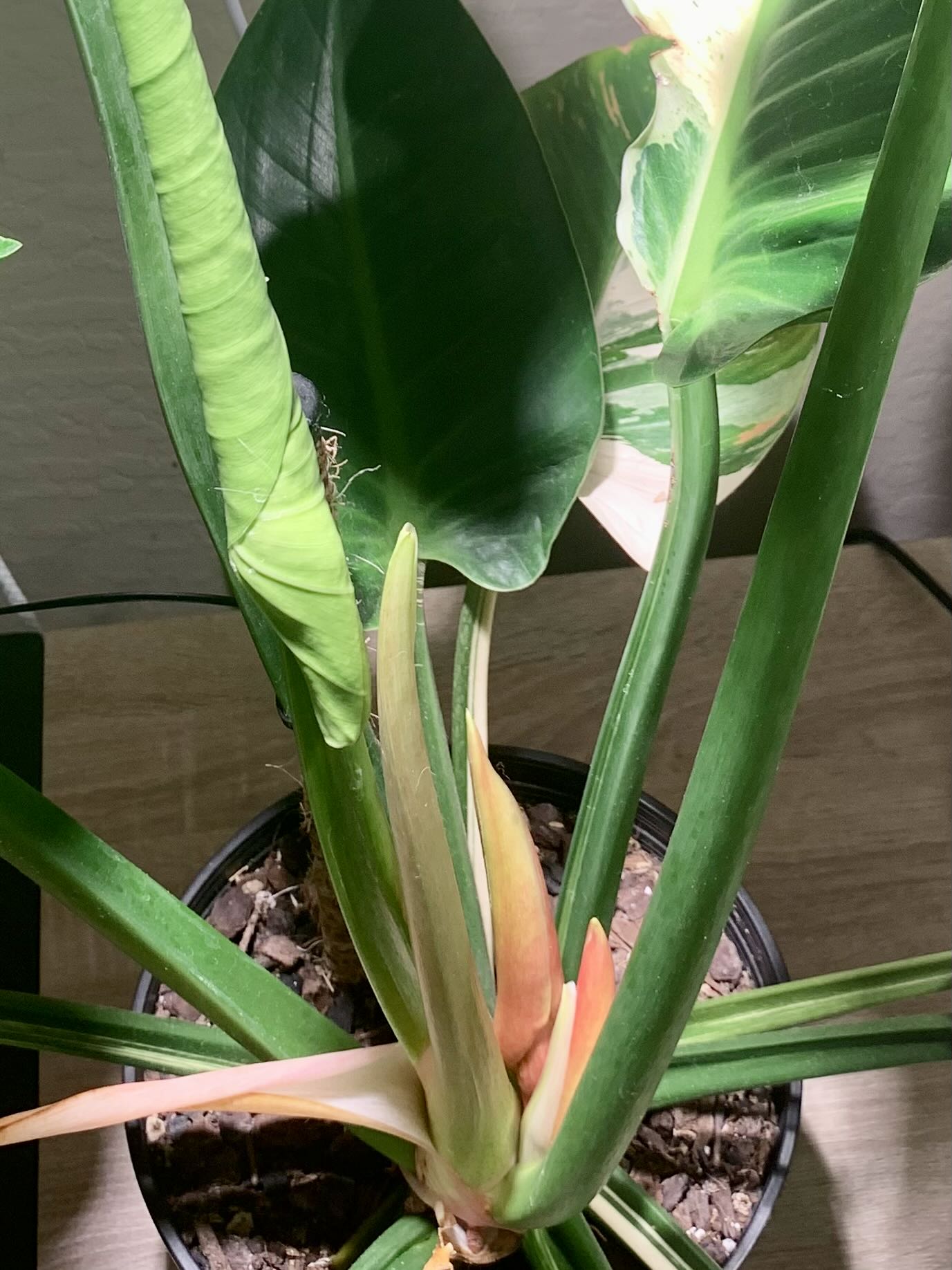 Philodendron delinksii Plant Care: Water, Light, Nutrients | Greg App 🌱