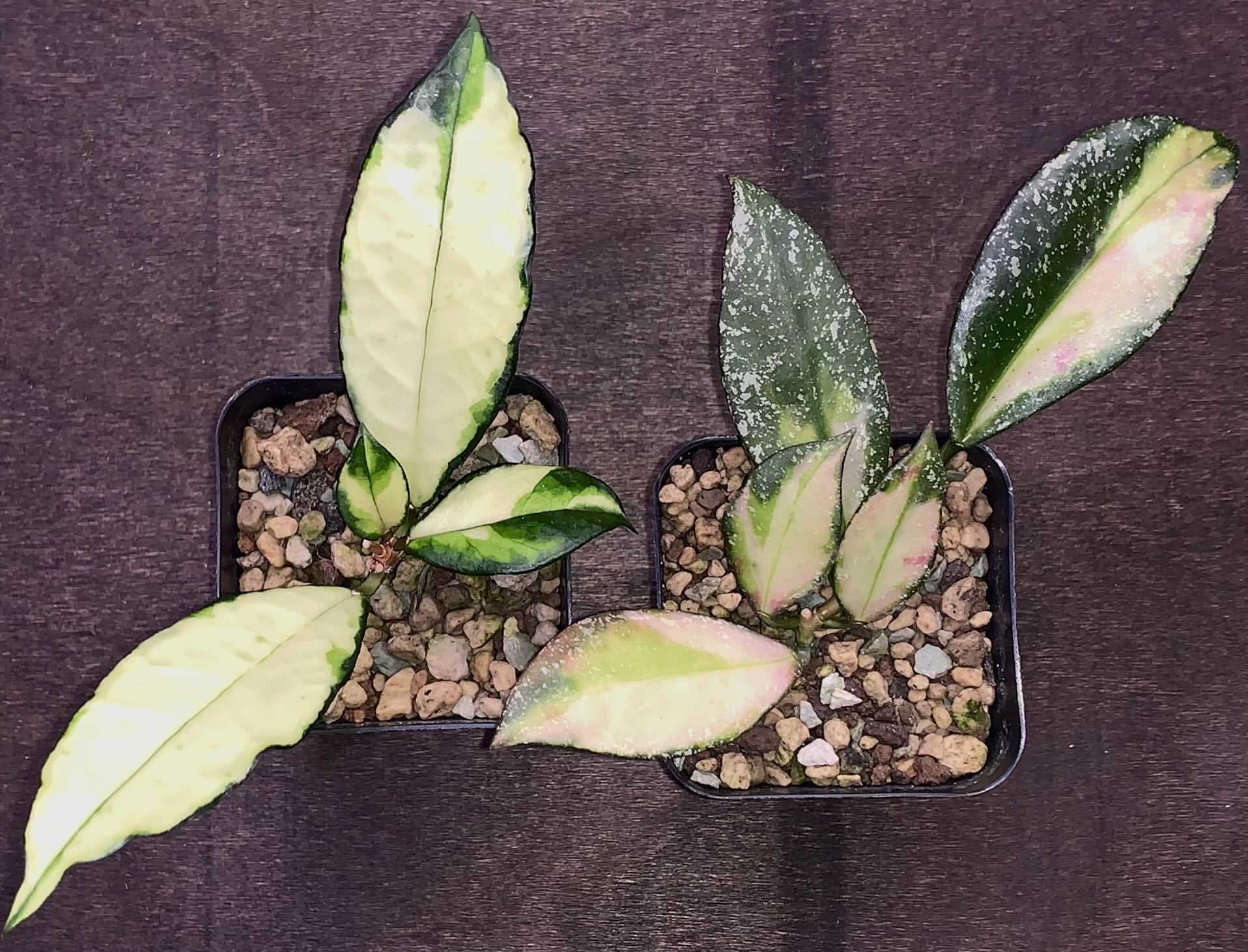 🤔 Why Are There Brown Spots on My Hoya multiflora 'Variegata'?