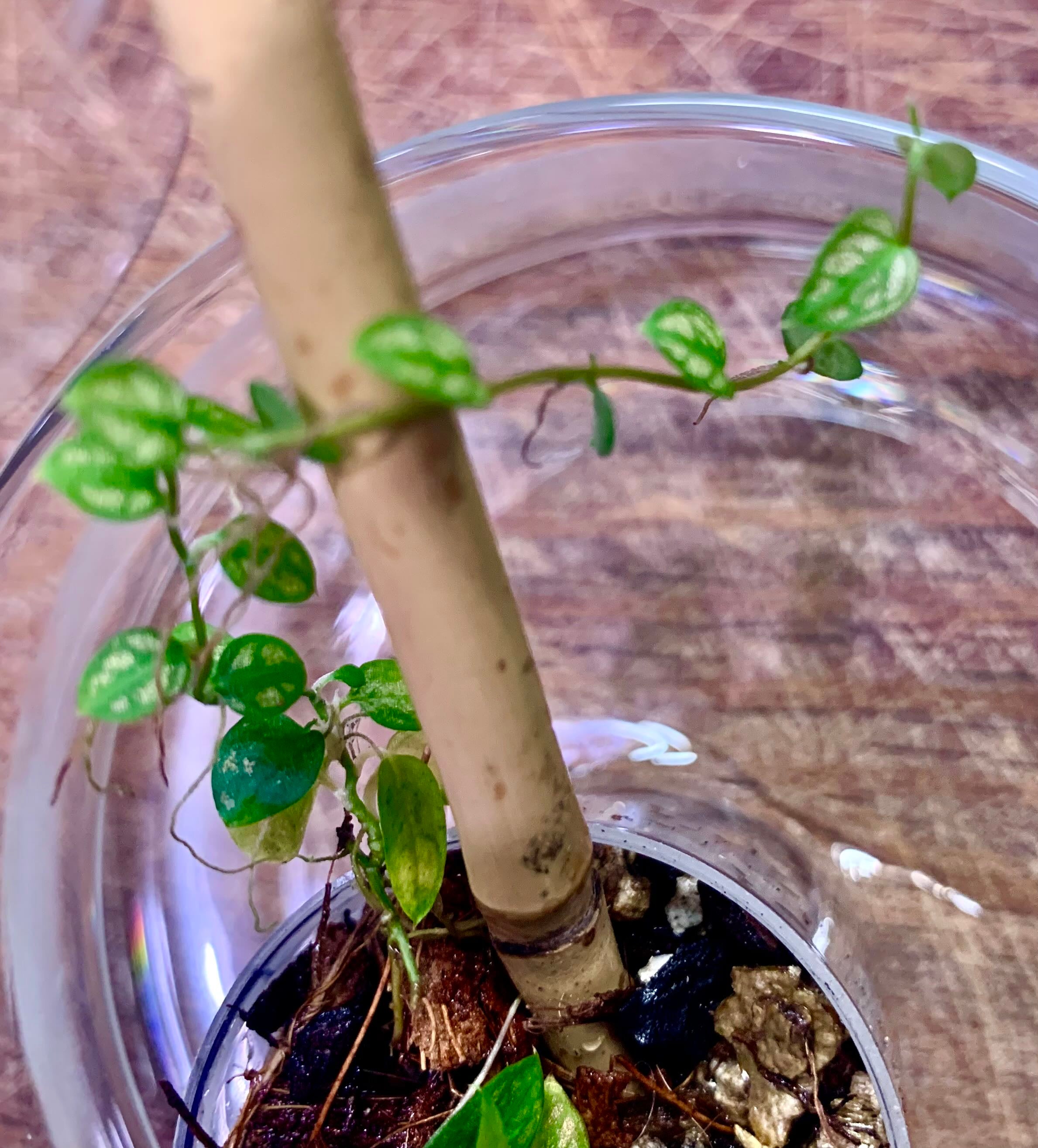 Linnaei Kunth: How Much Water & Light Does it Need to Thrive?