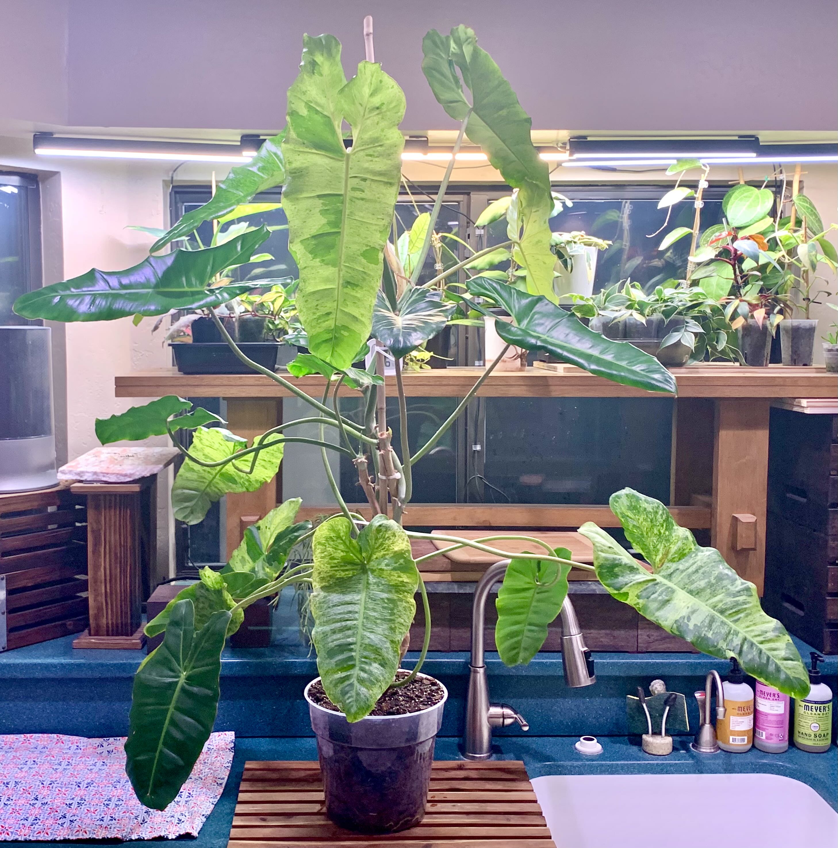 How to Care for Philodendron campii 'Lynette': Mastering Water ...