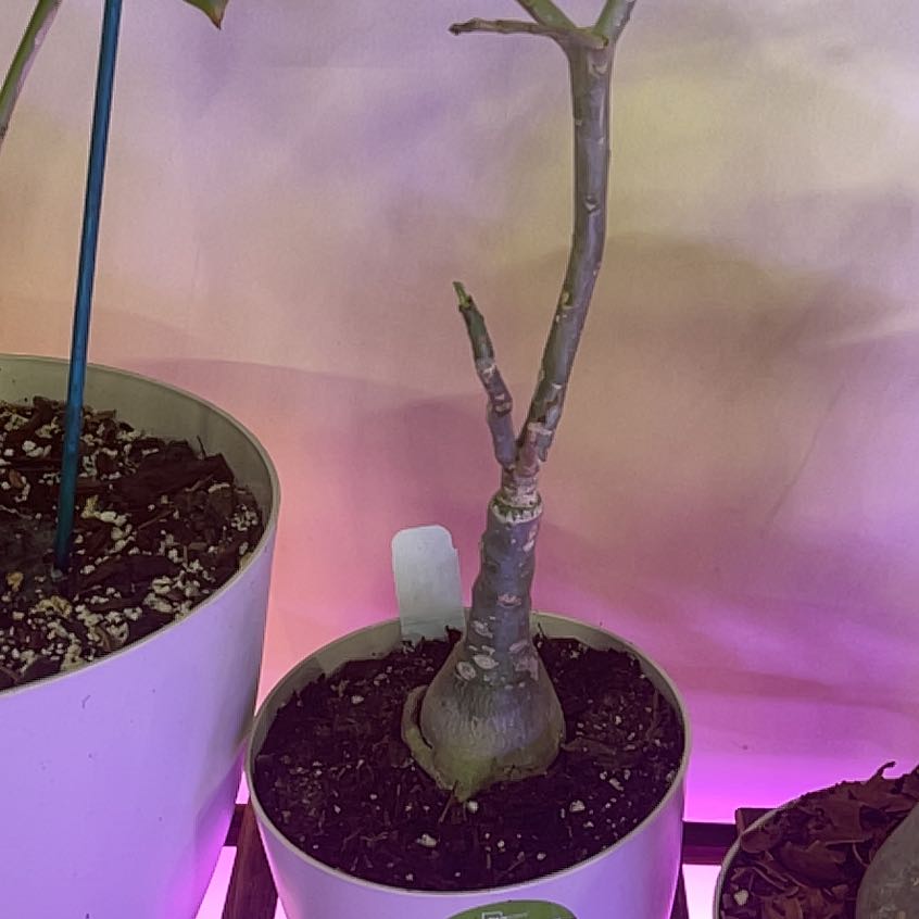 Athena golden millionaire | A plant by @Jawaunlewis on Greg
