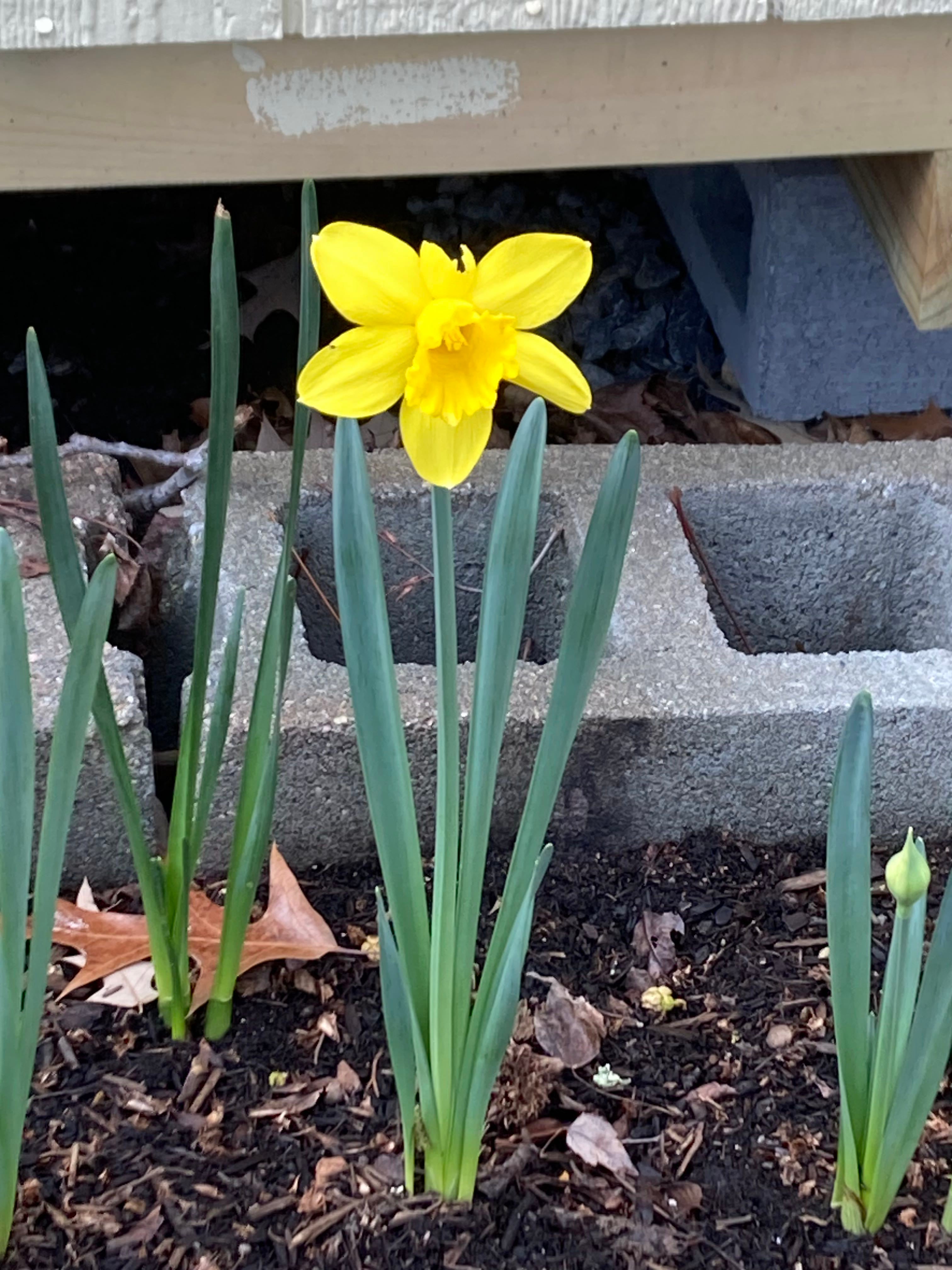 🌼 Why Are There Brown Spots on My Daffodil Leaves?