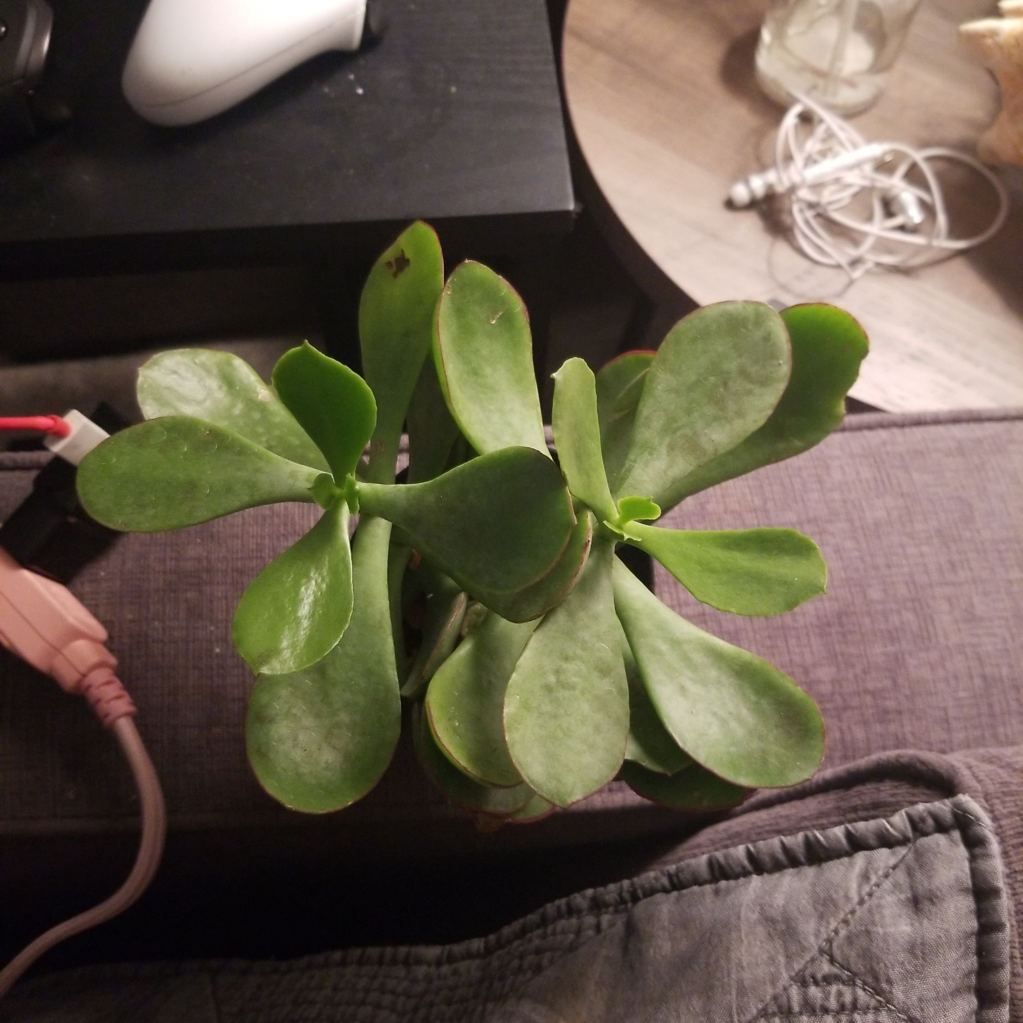 Truff Truff | A plant by @SisterVaccaria on Greg