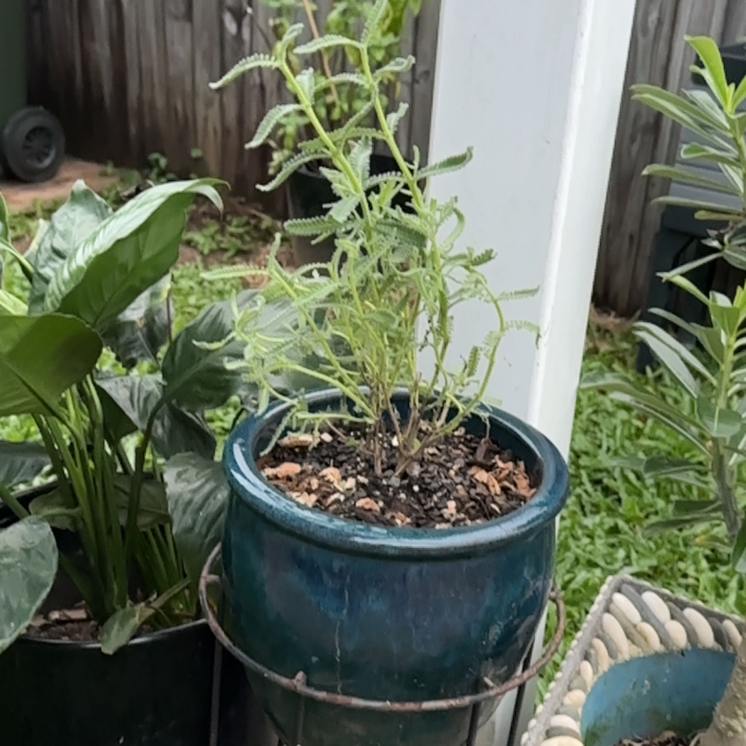 Marley | A plant by @SupernalOnion on Greg