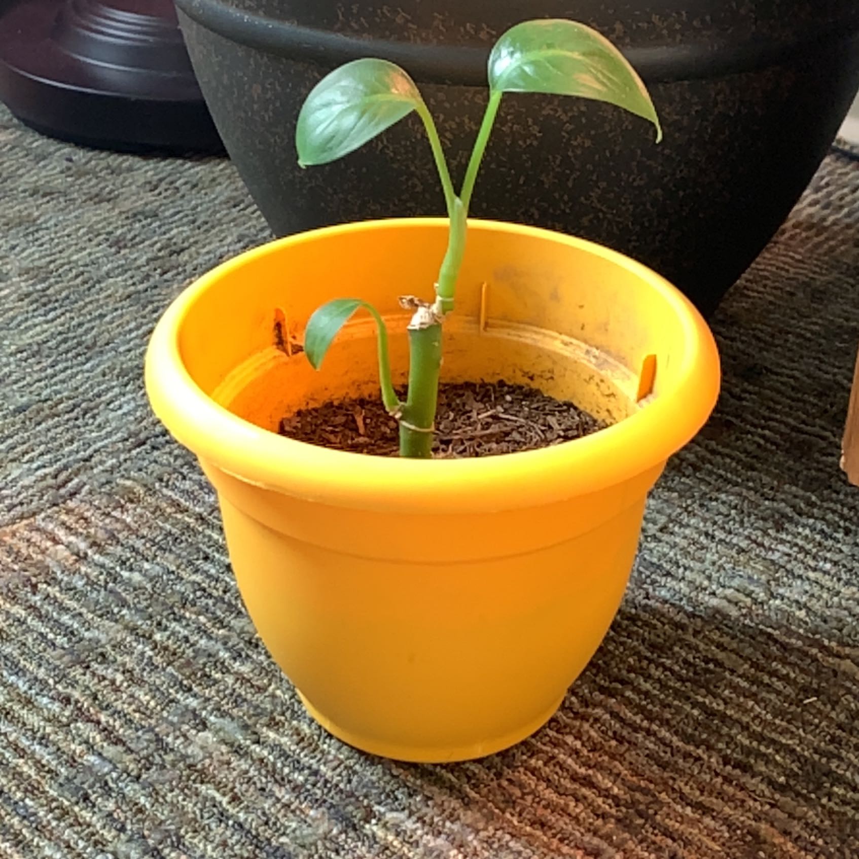 Why Is My Dieffenbachia 'Tropic Snow' Not Doing Well?