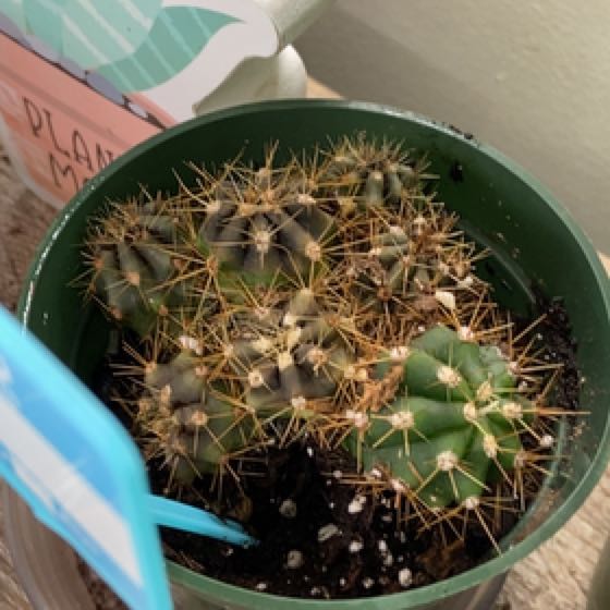 Leah | A plant by @PoshOrpine on Greg